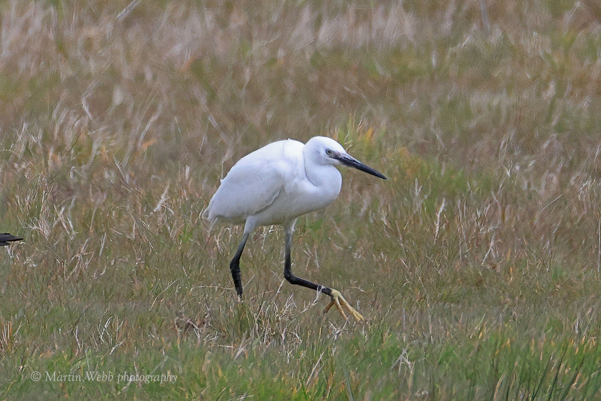 Little Egret by Martin Webb - BirdGuides
