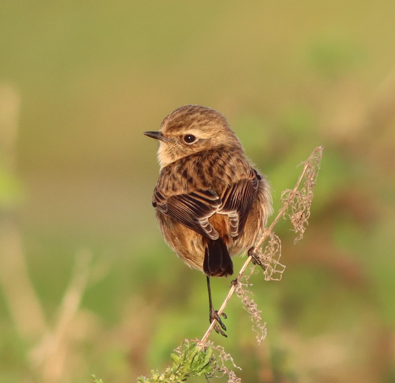 Shellness/Swale NNR, Sheppey Birdwatching Site - BirdGuides