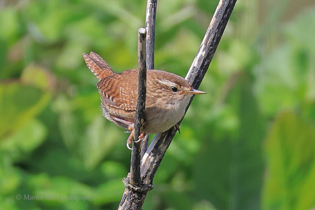 Details : Eurasian Wren - BirdGuides