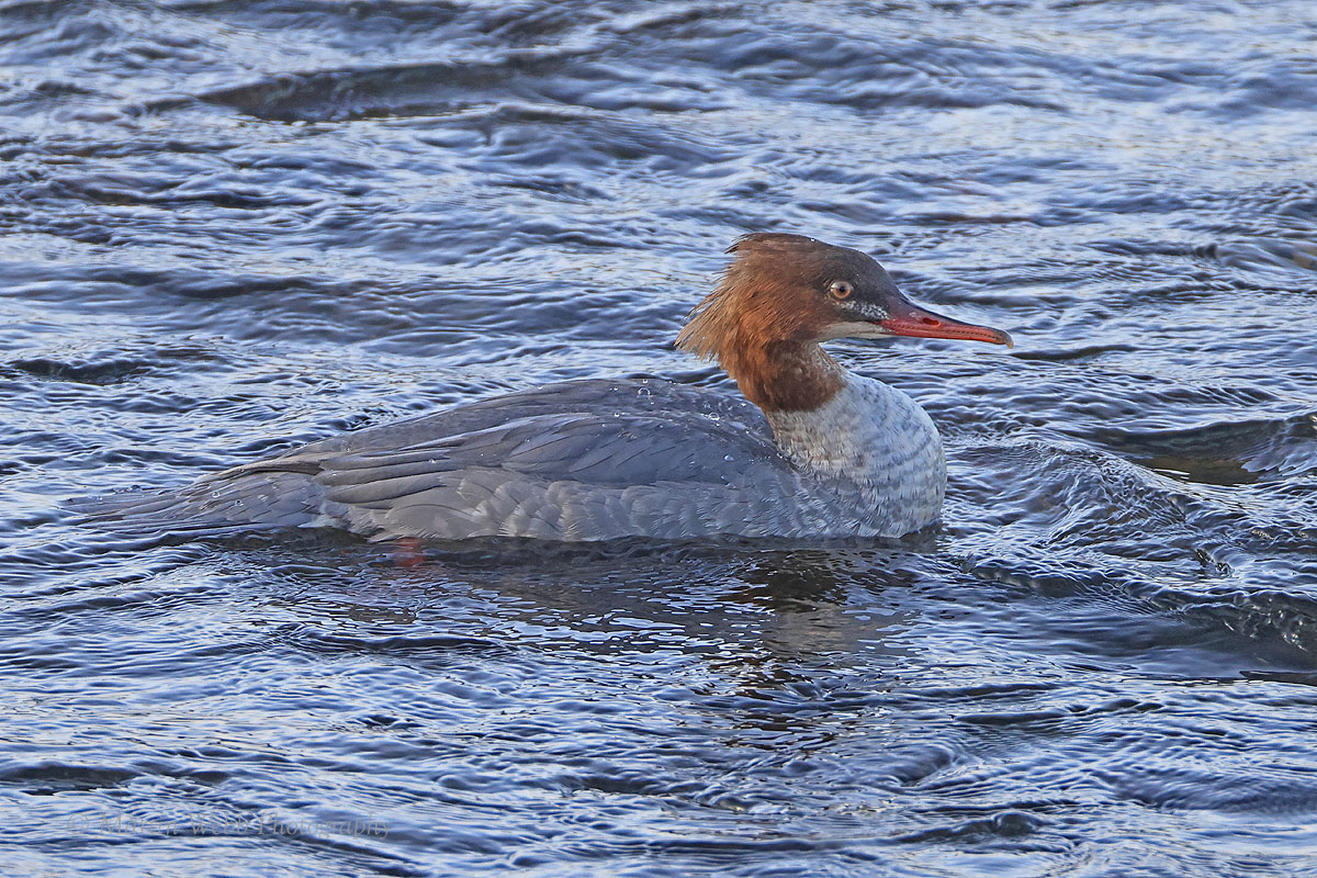 Goosander by Martin Webb - BirdGuides