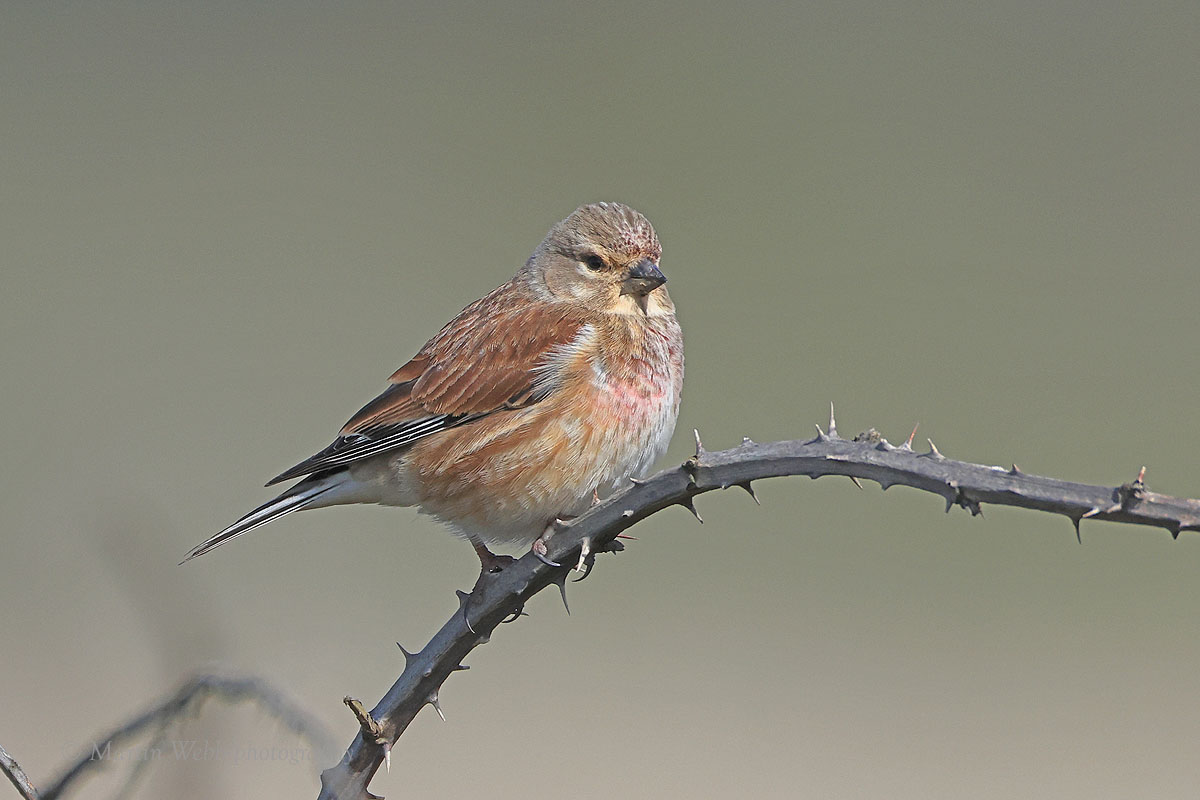 Common Linnet by Martin Webb - BirdGuides