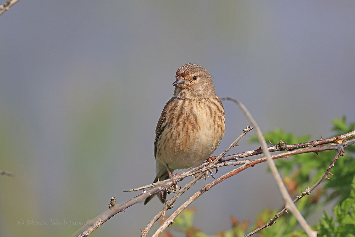 Common Linnet by Martin Webb - BirdGuides