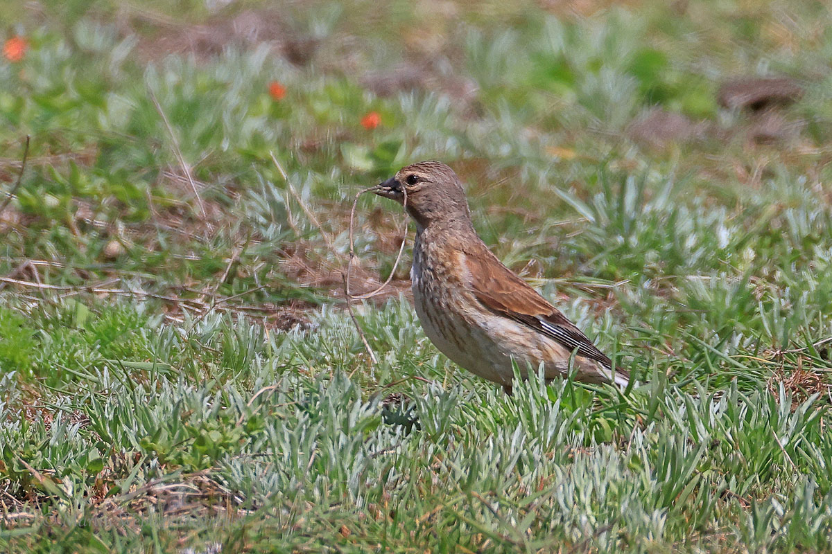 Common Linnet by Martin Webb - BirdGuides