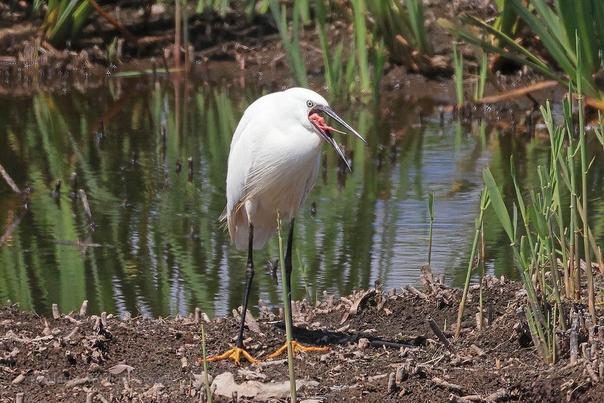 Little Egret by Martin Webb - BirdGuides