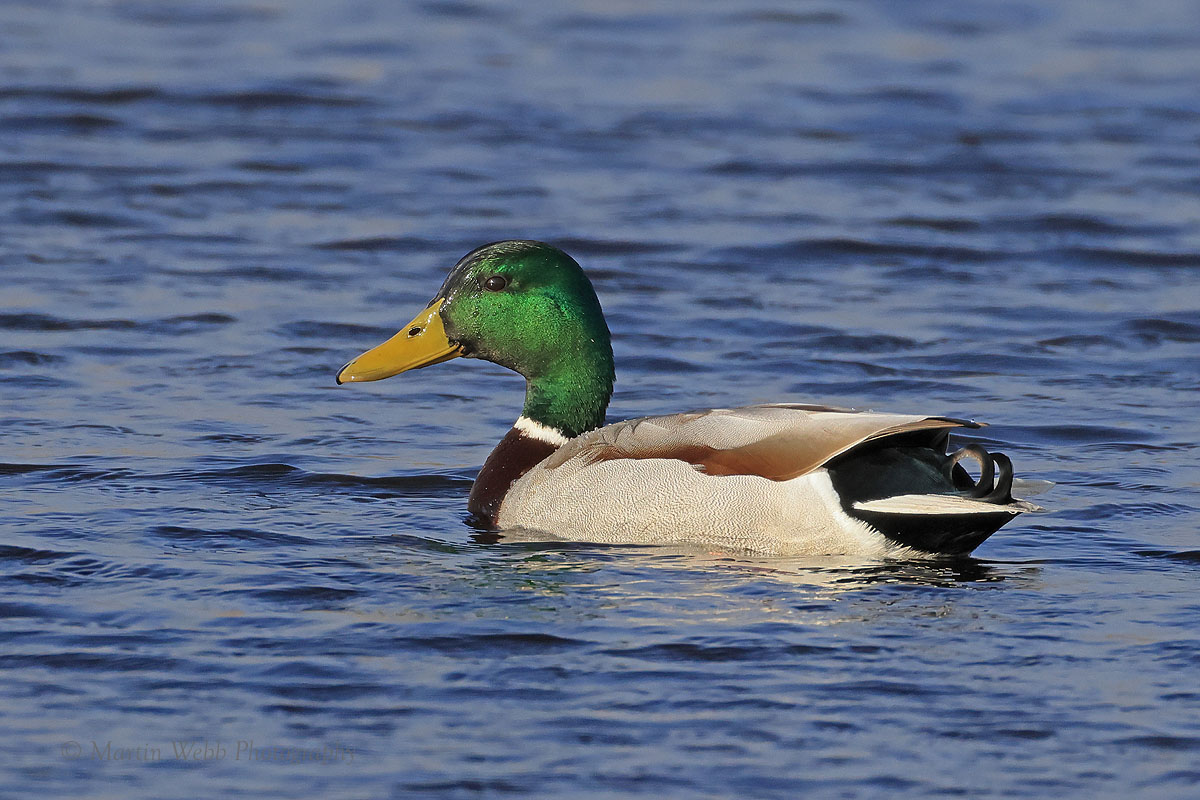 Mallard by Martin Webb - BirdGuides