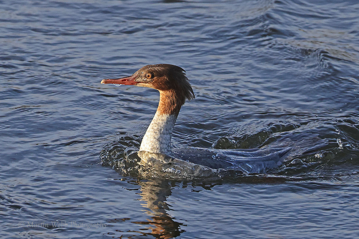 Goosander by Martin Webb - BirdGuides