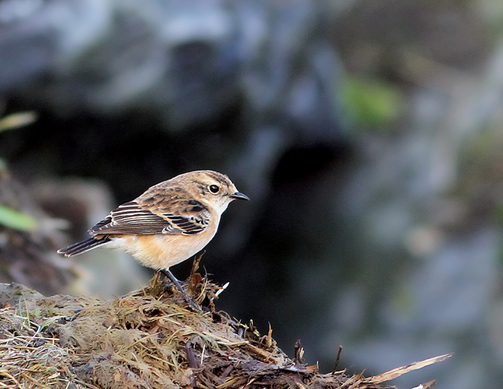 Details : Siberian/Amur Stonechat - BirdGuides