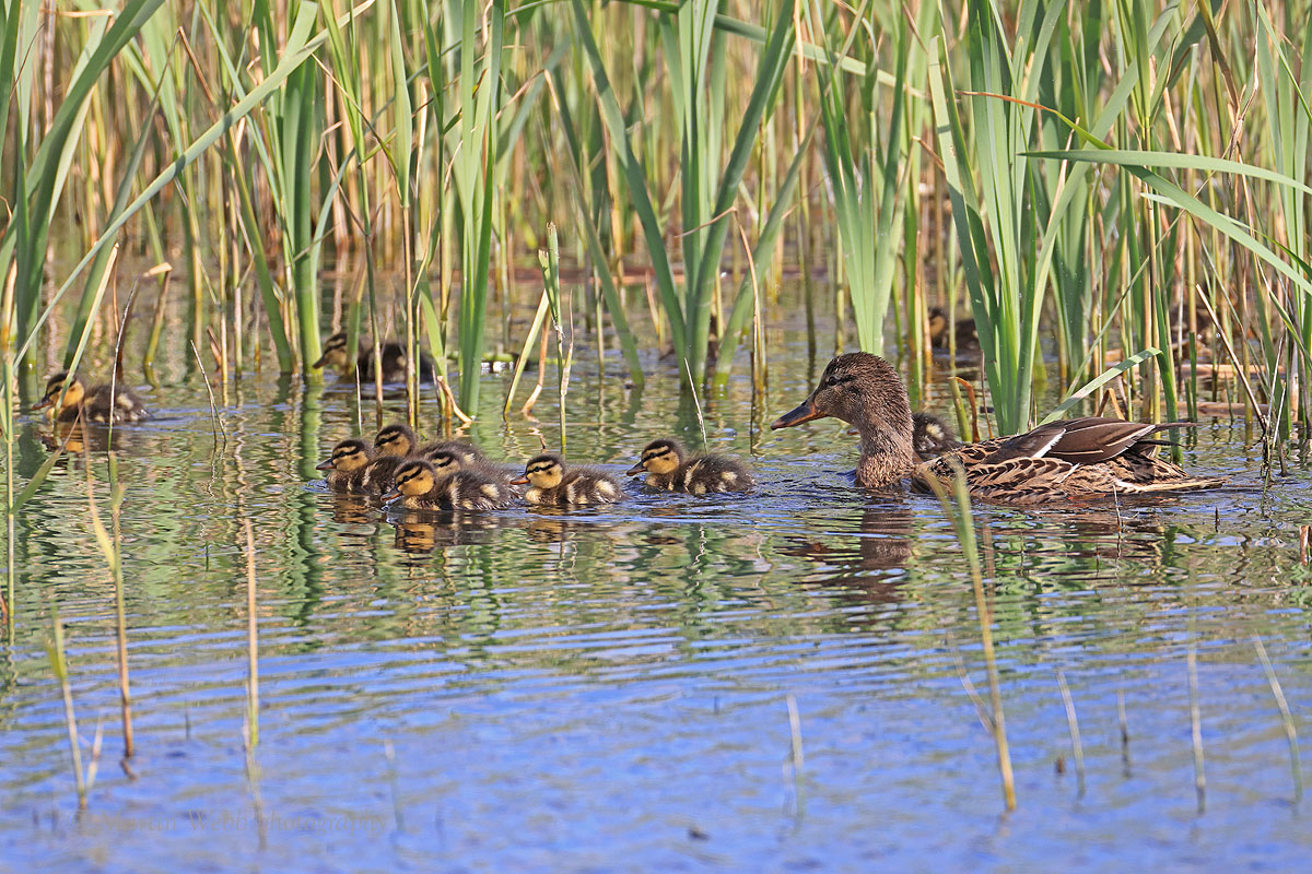 Mallard by Martin Webb - BirdGuides