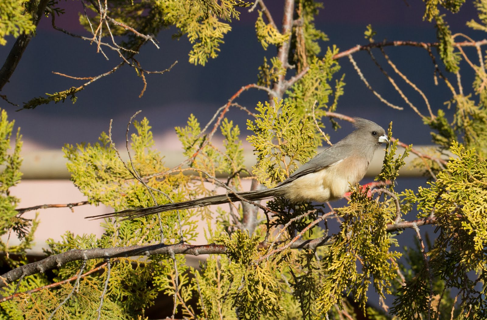 Details : White-backed Mousebird - BirdGuides