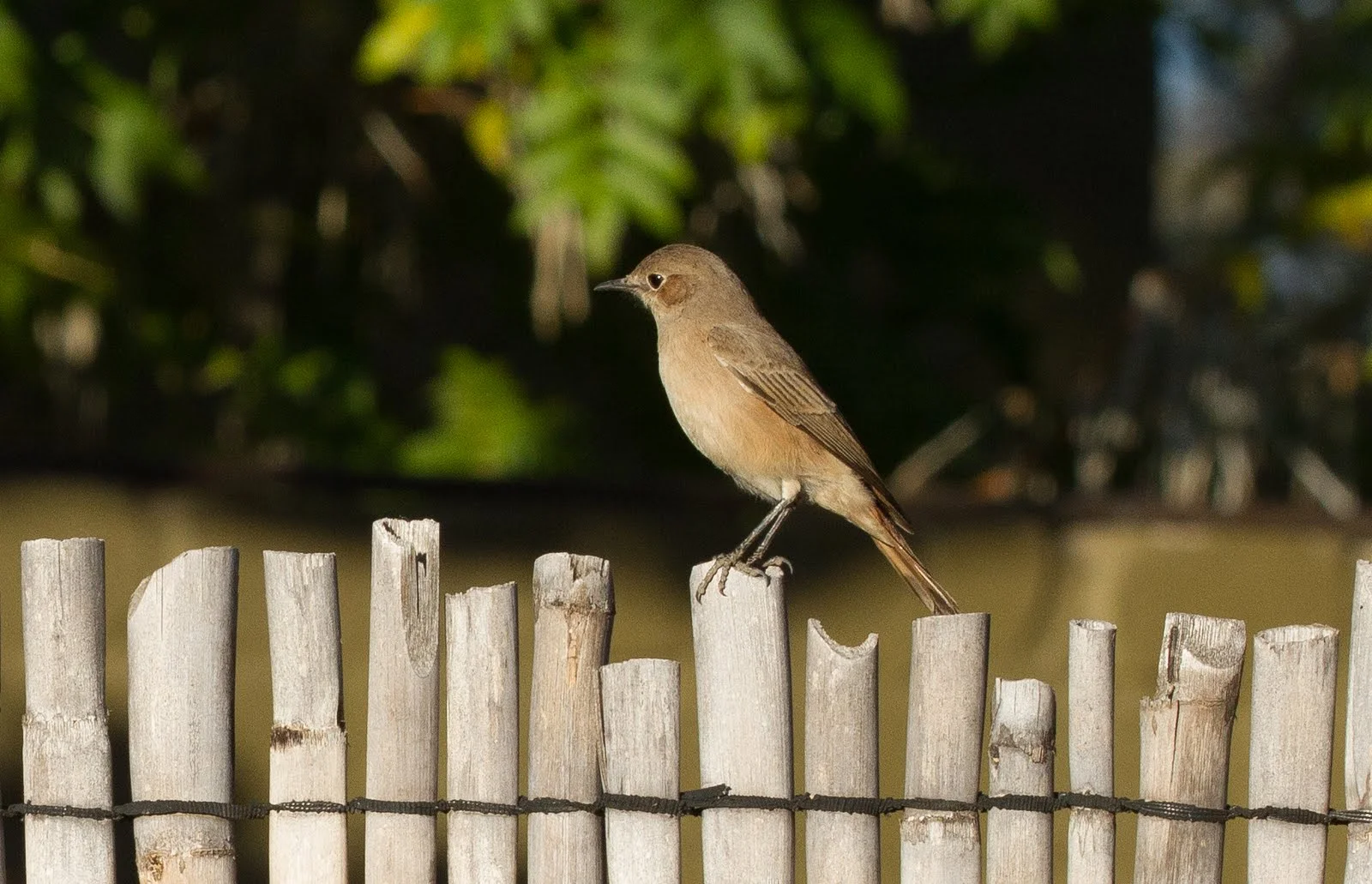 Details : Chat Flycatcher - BirdGuides