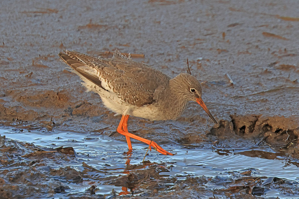Common Redshank by Martin Webb - BirdGuides