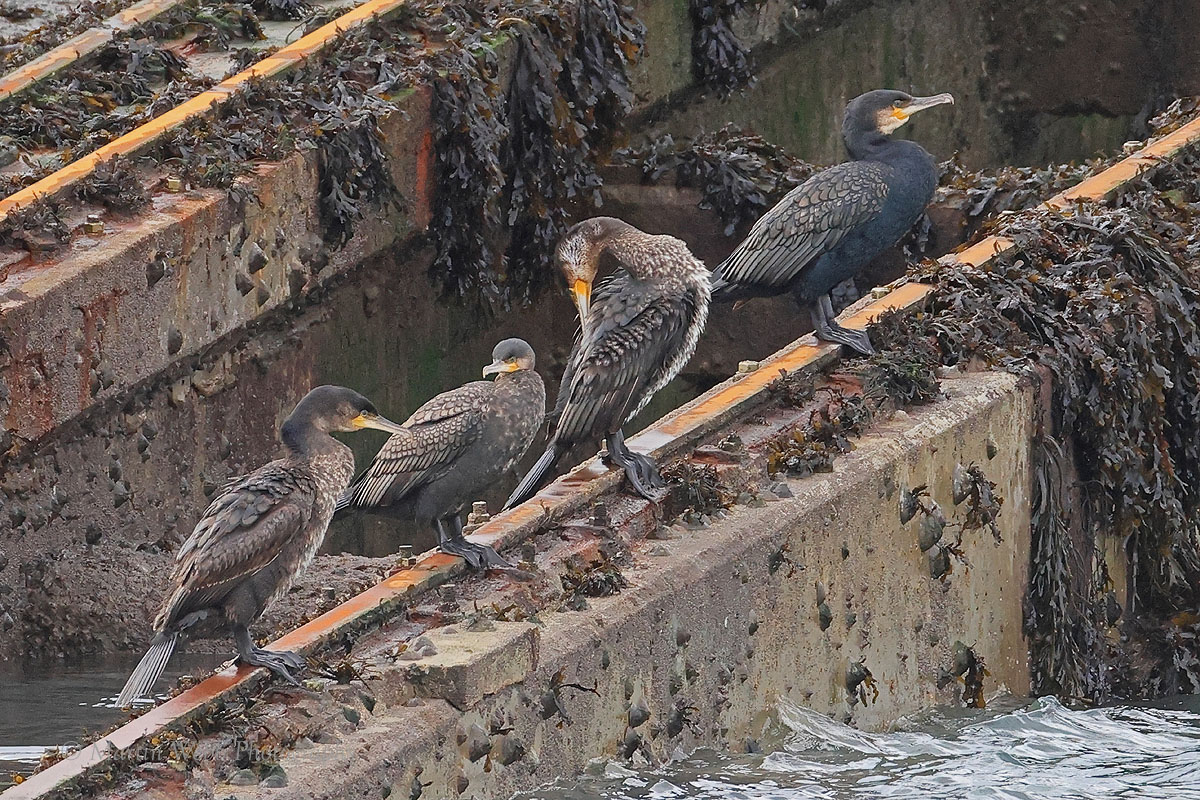 Great Cormorant by Martin Webb - BirdGuides