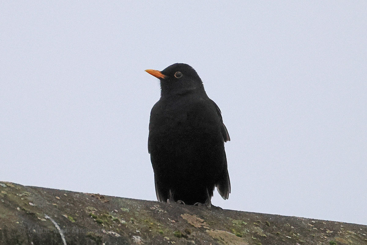 Blackbird by Martin Webb - BirdGuides