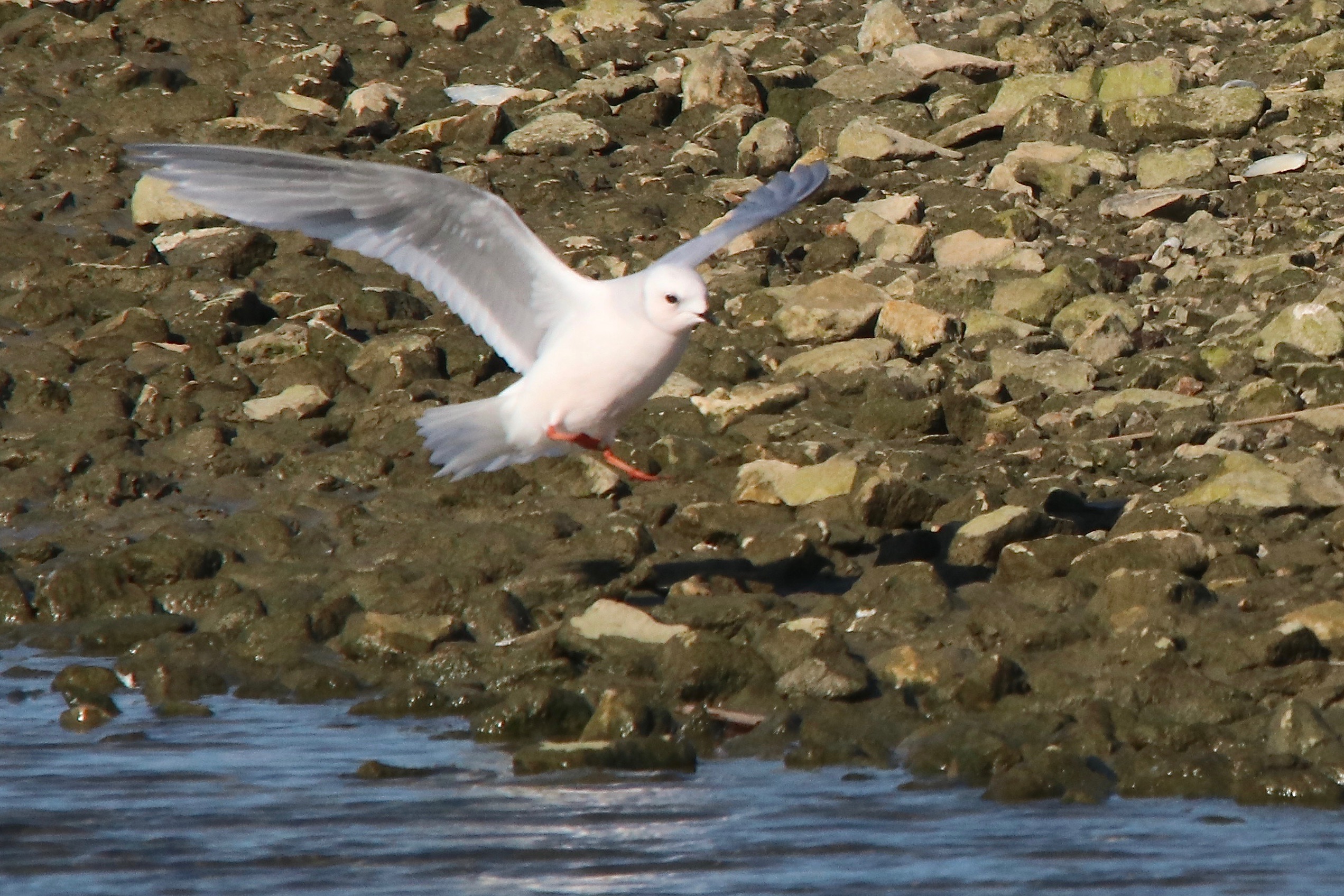 Ross's Gull by Nigel Hacking - BirdGuides