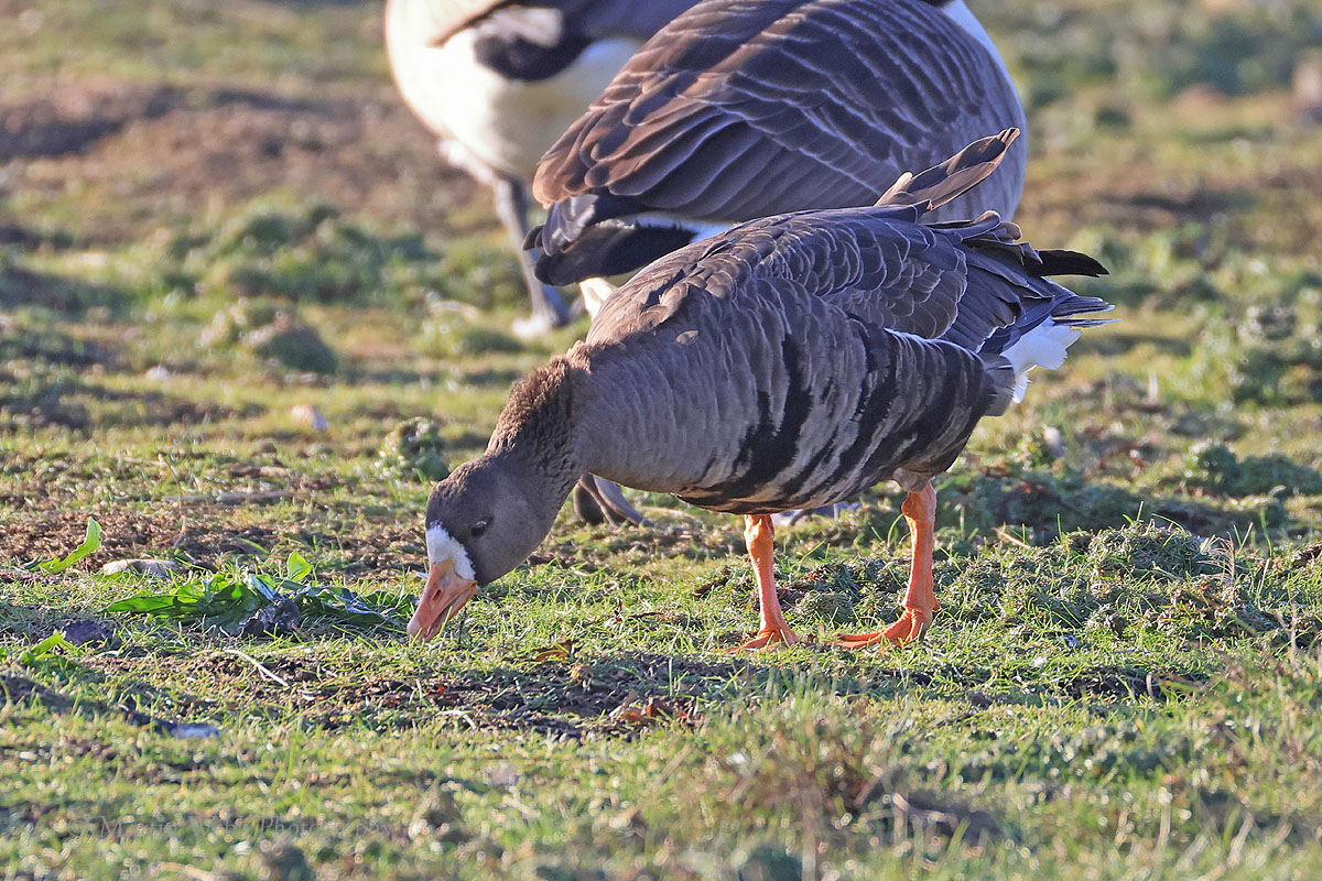 Greenland White-fronted Goose by Martin Webb - BirdGuides