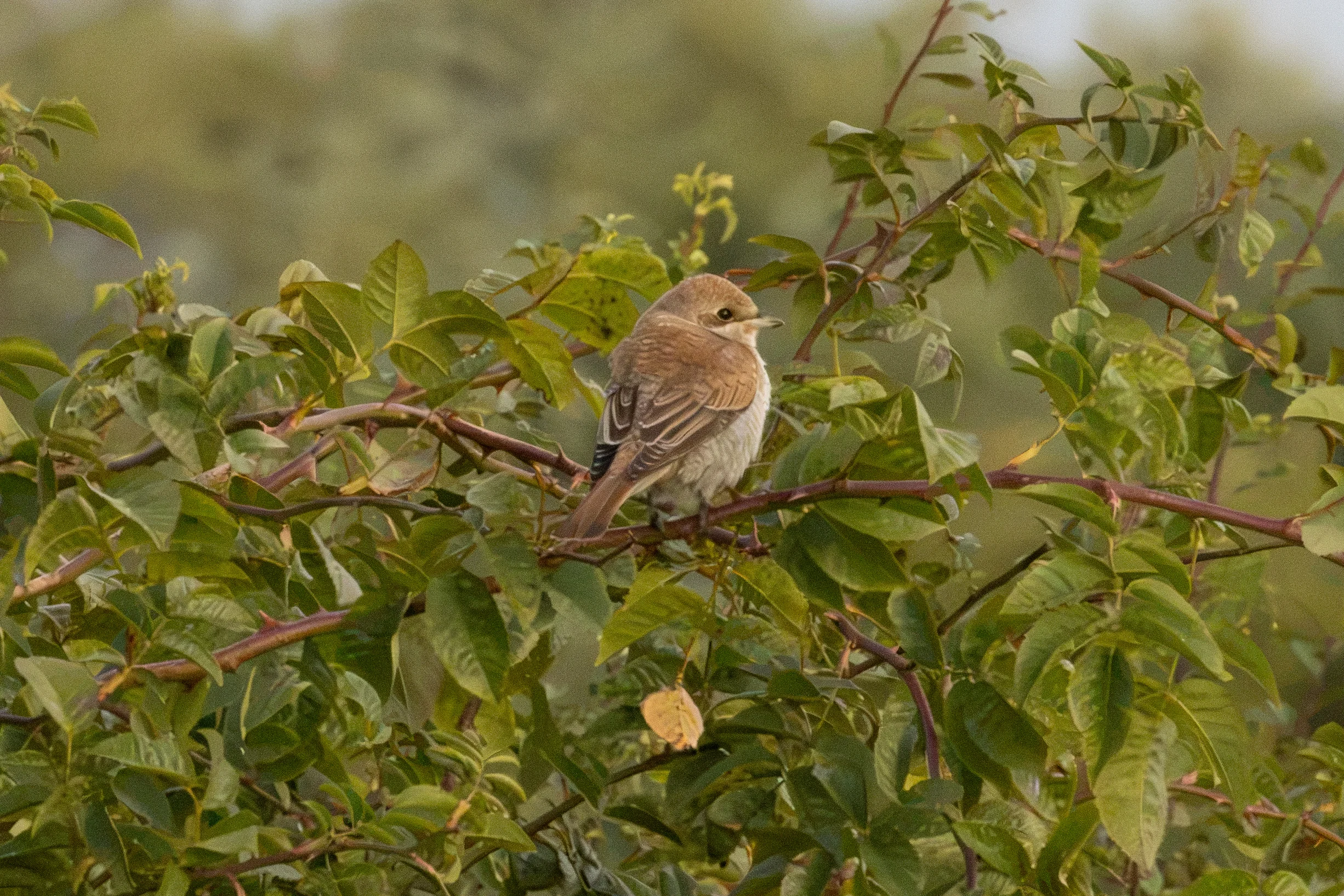 Sighting Report - BirdGuides