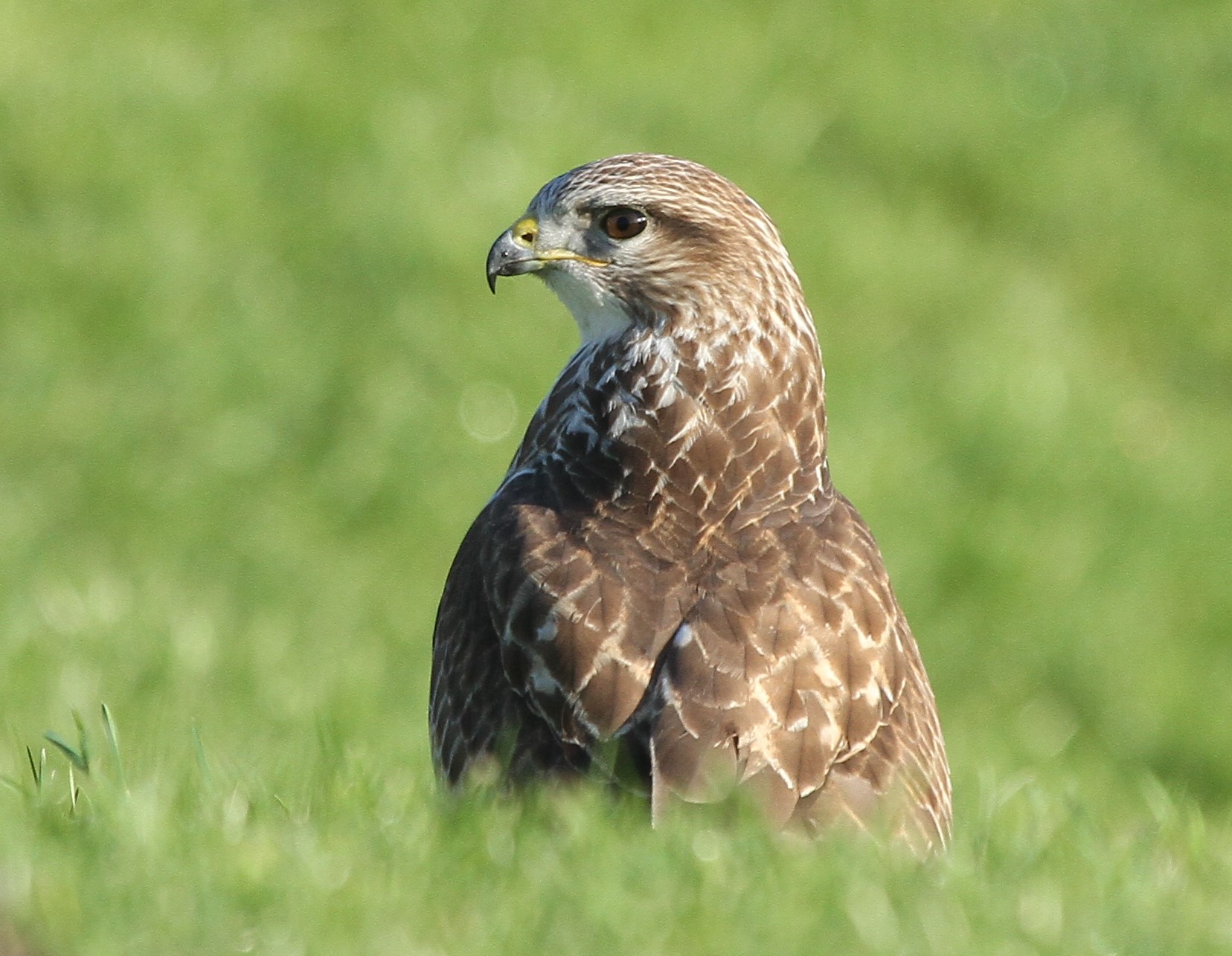 Details : Common Buzzard - BirdGuides