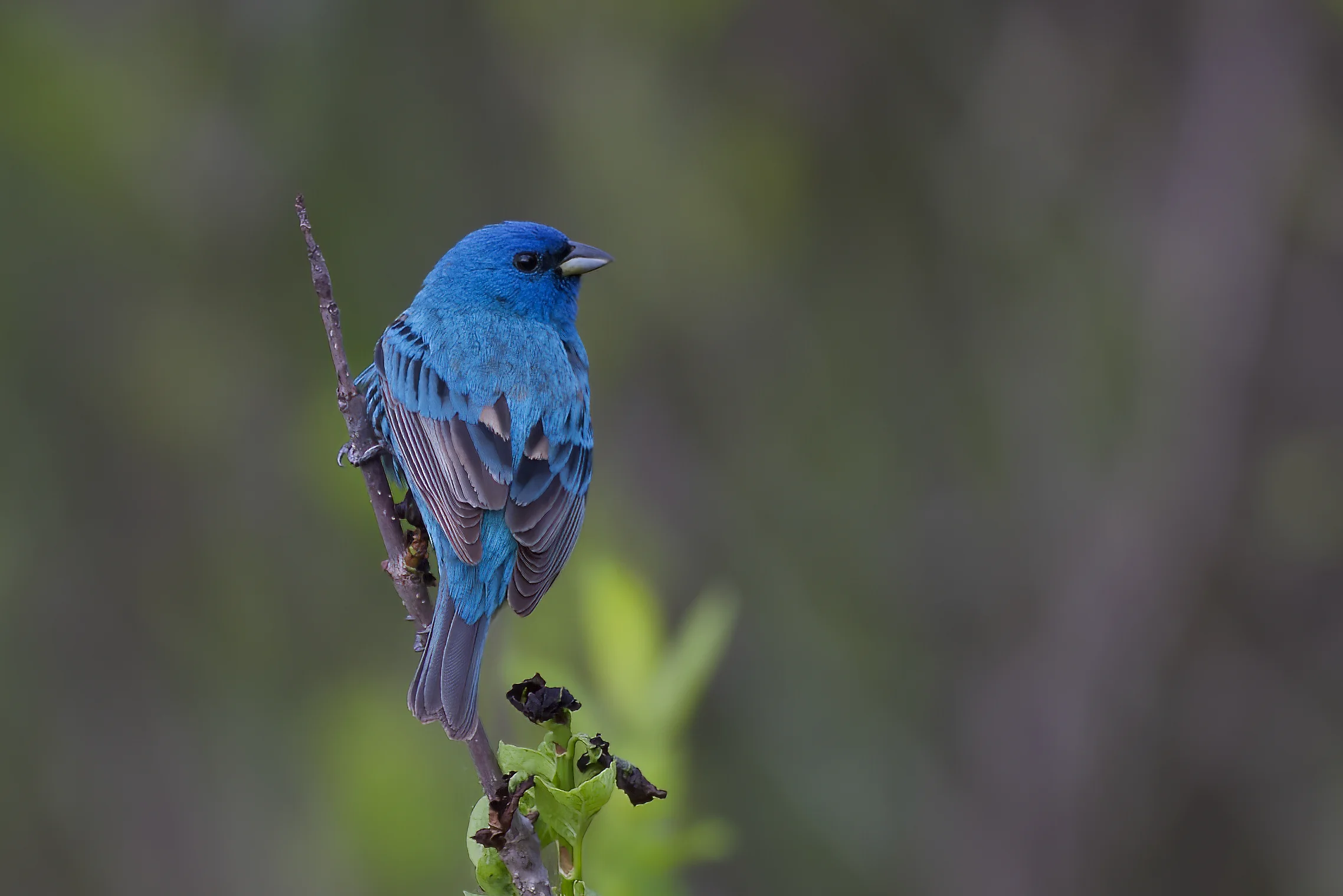 Details : Indigo Bunting - BirdGuides