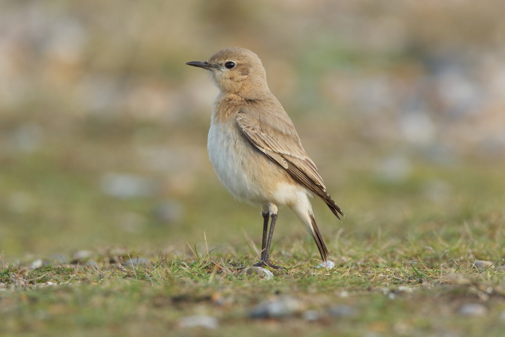 Isabelline Wheatear by Andrew Jordan - BirdGuides