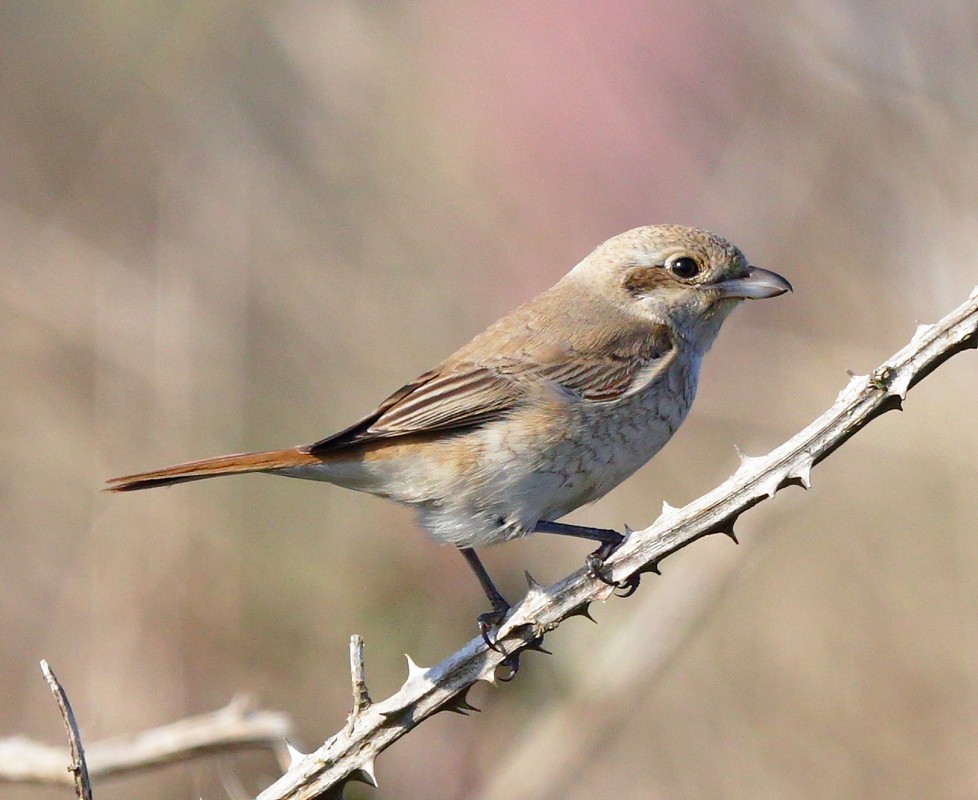 Details : Isabelline shrike sp - BirdGuides