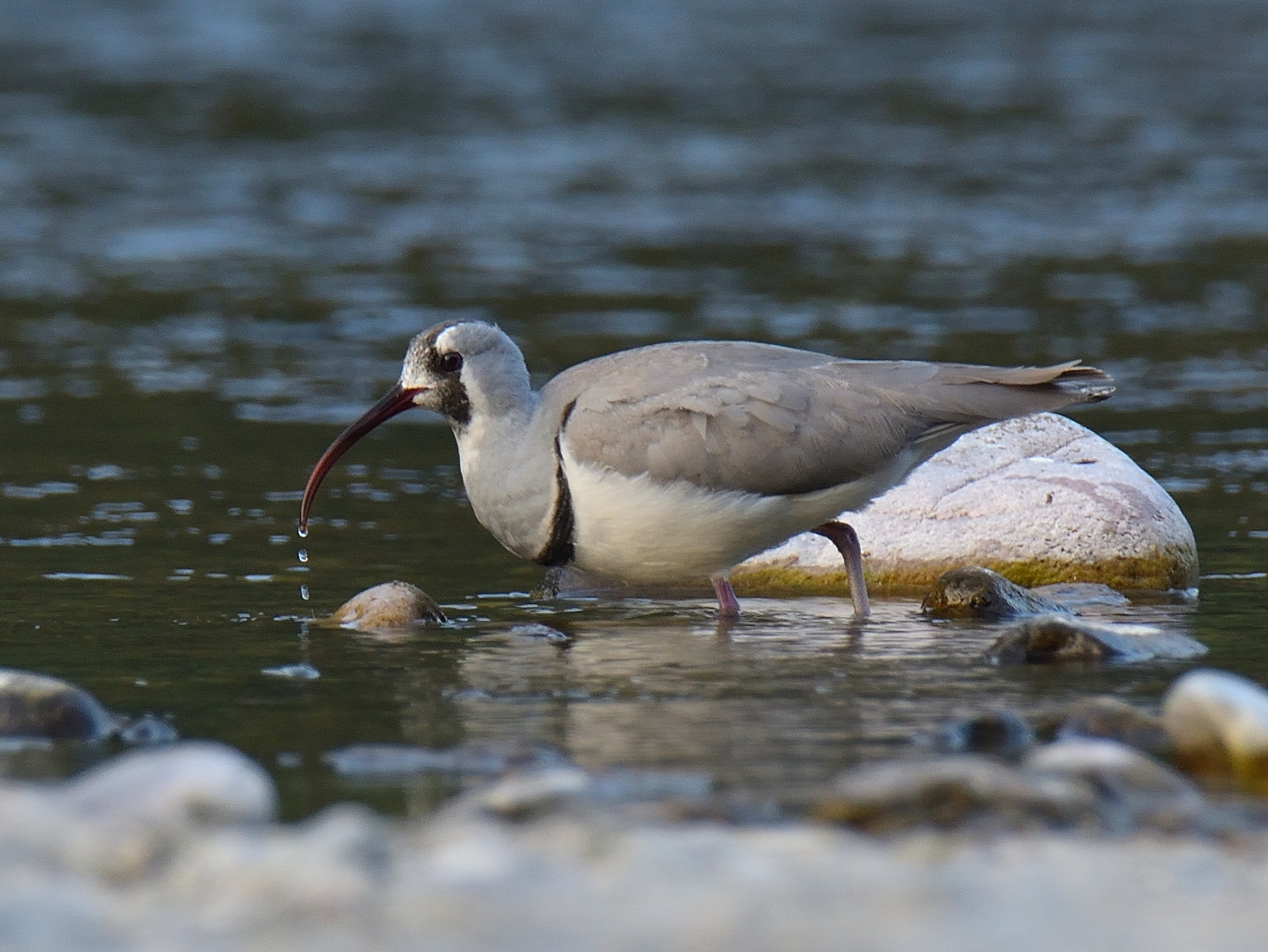 Details : Ibisbill - BirdGuides