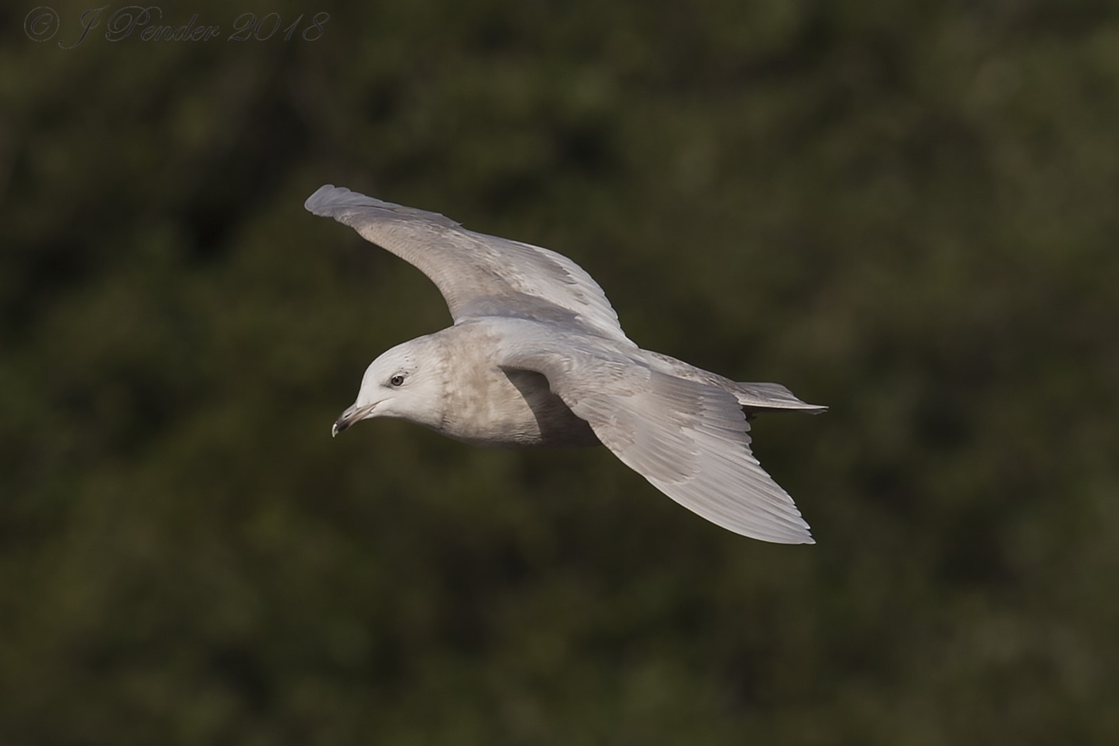 Iceland Gull by Joe Pender - BirdGuides