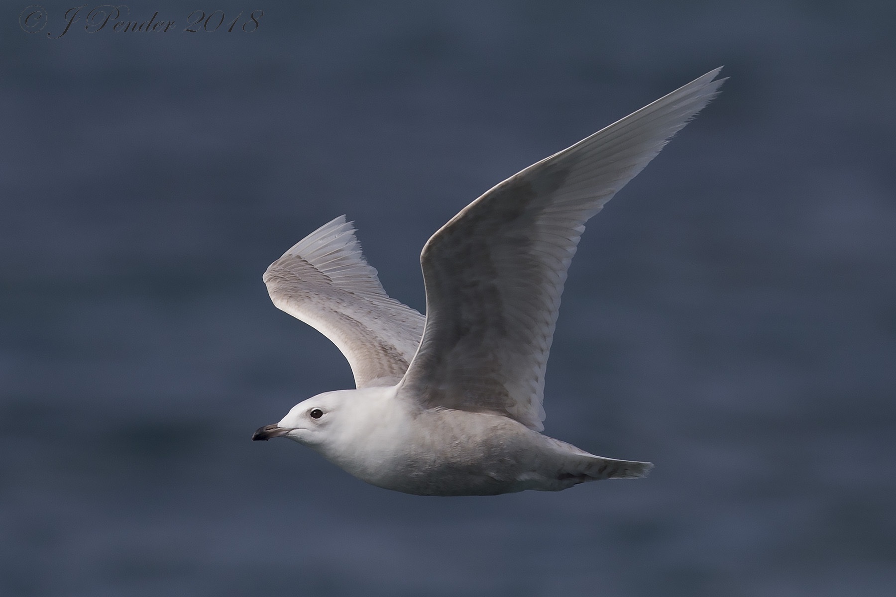 Details : Iceland Gull - BirdGuides