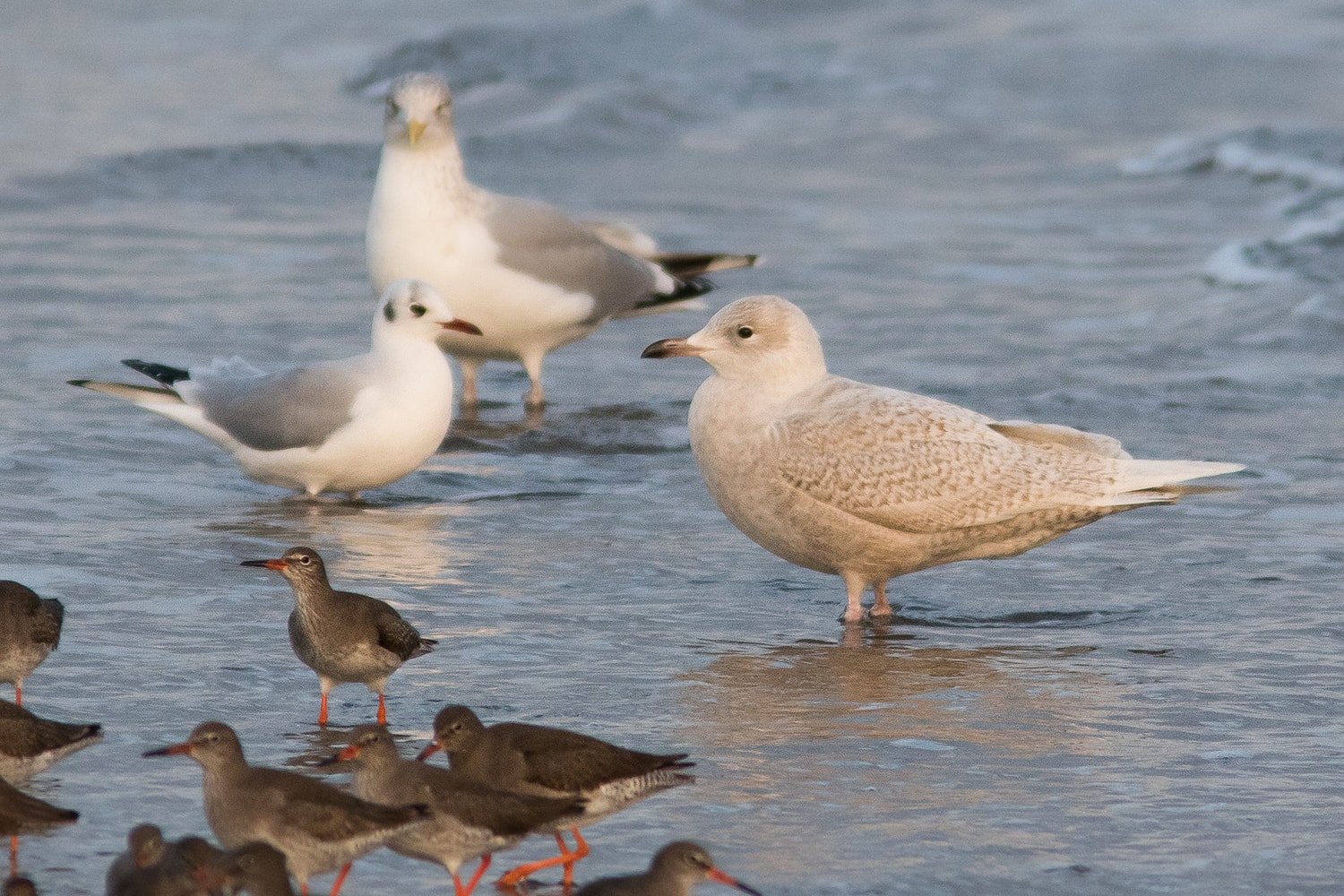 Iceland Gull by Gary Woodburn - BirdGuides