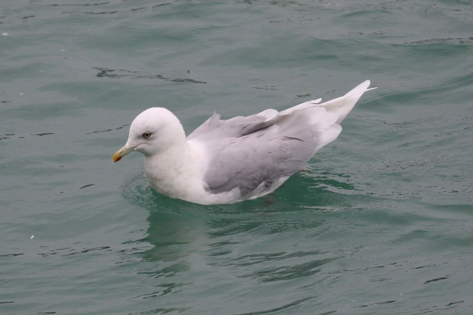 Iceland Gull by Chris Teague - BirdGuides