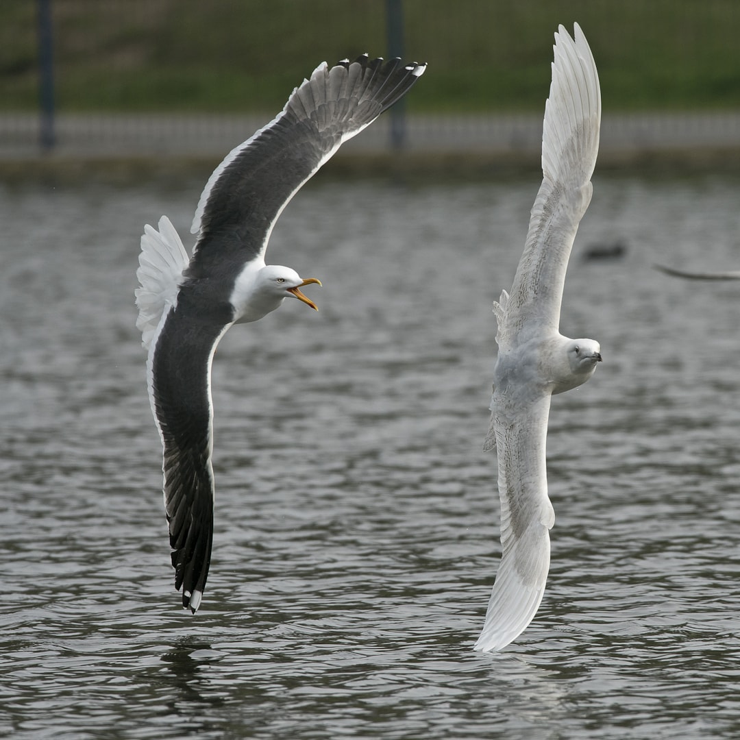 Iceland Gull by Steve Young - BirdGuides