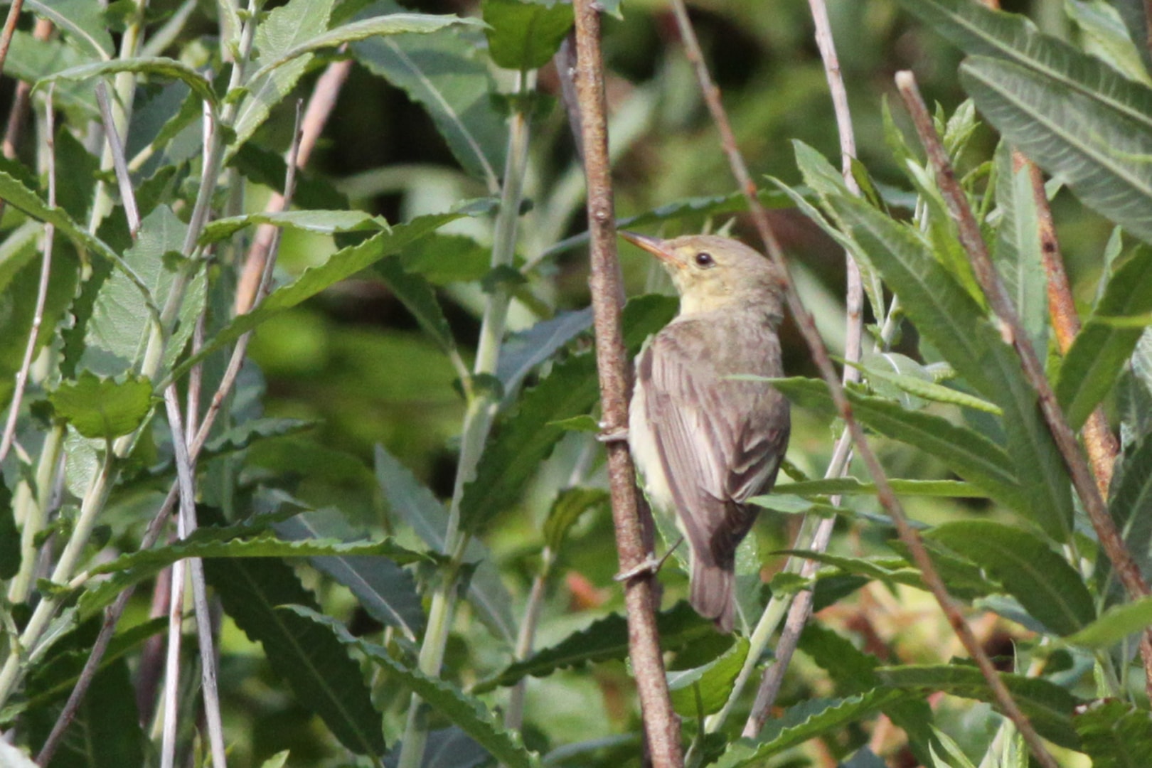 Icterine Warbler by David Parnaby - BirdGuides