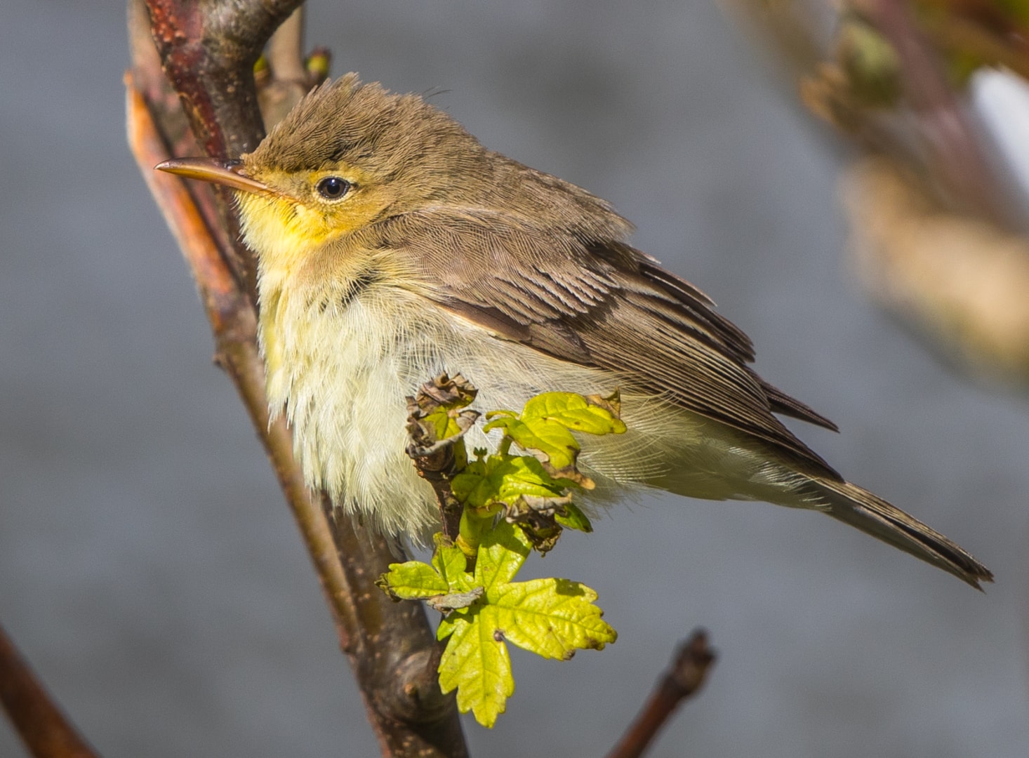 Melodious Warbler by Peter Garrity - BirdGuides