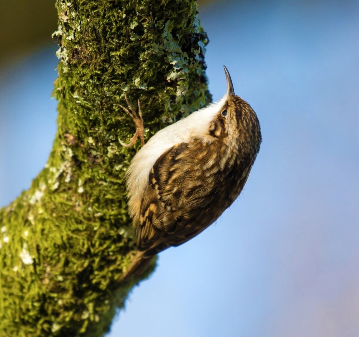 Eurasian Treecreeper by Frank Burns - BirdGuides