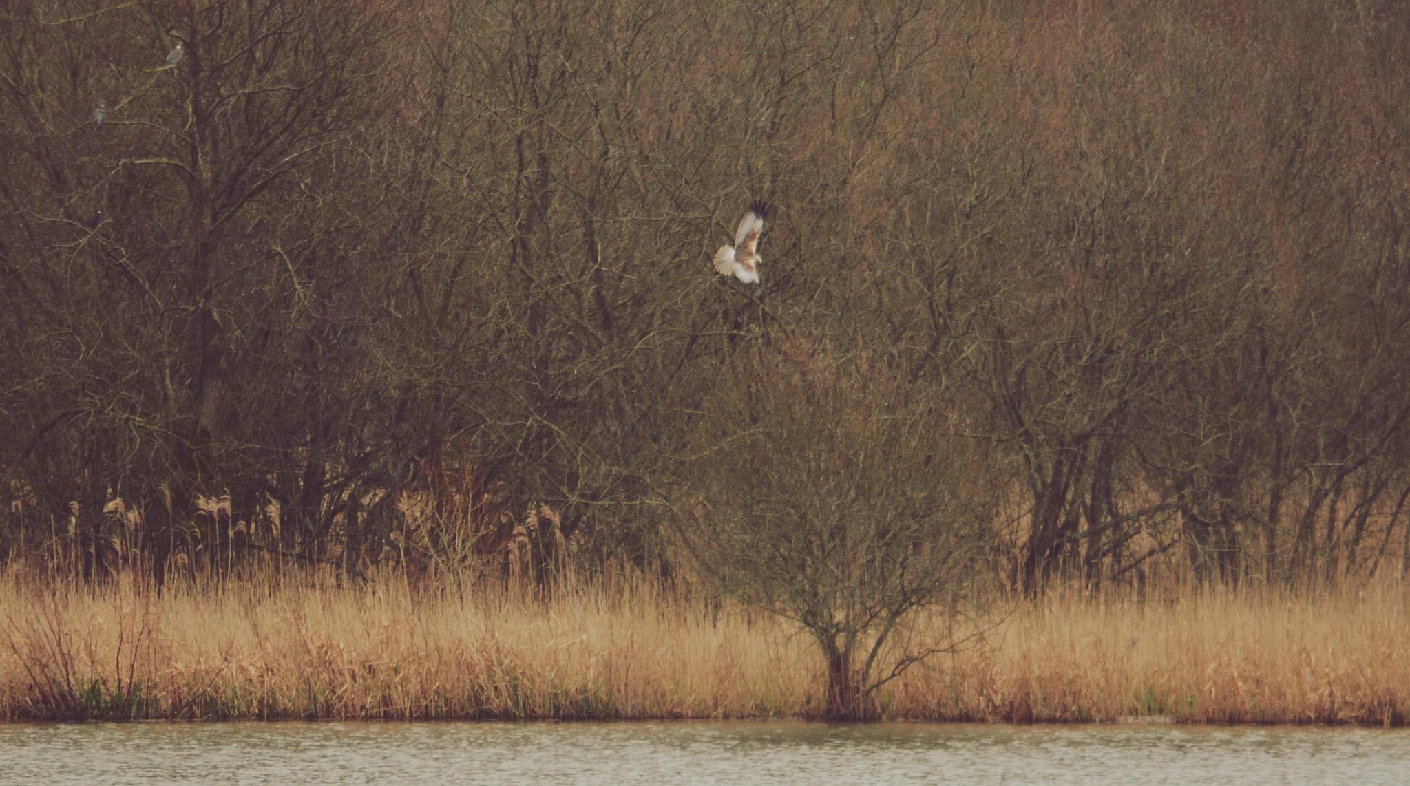 Western Marsh Harrier by Jude Browning - BirdGuides