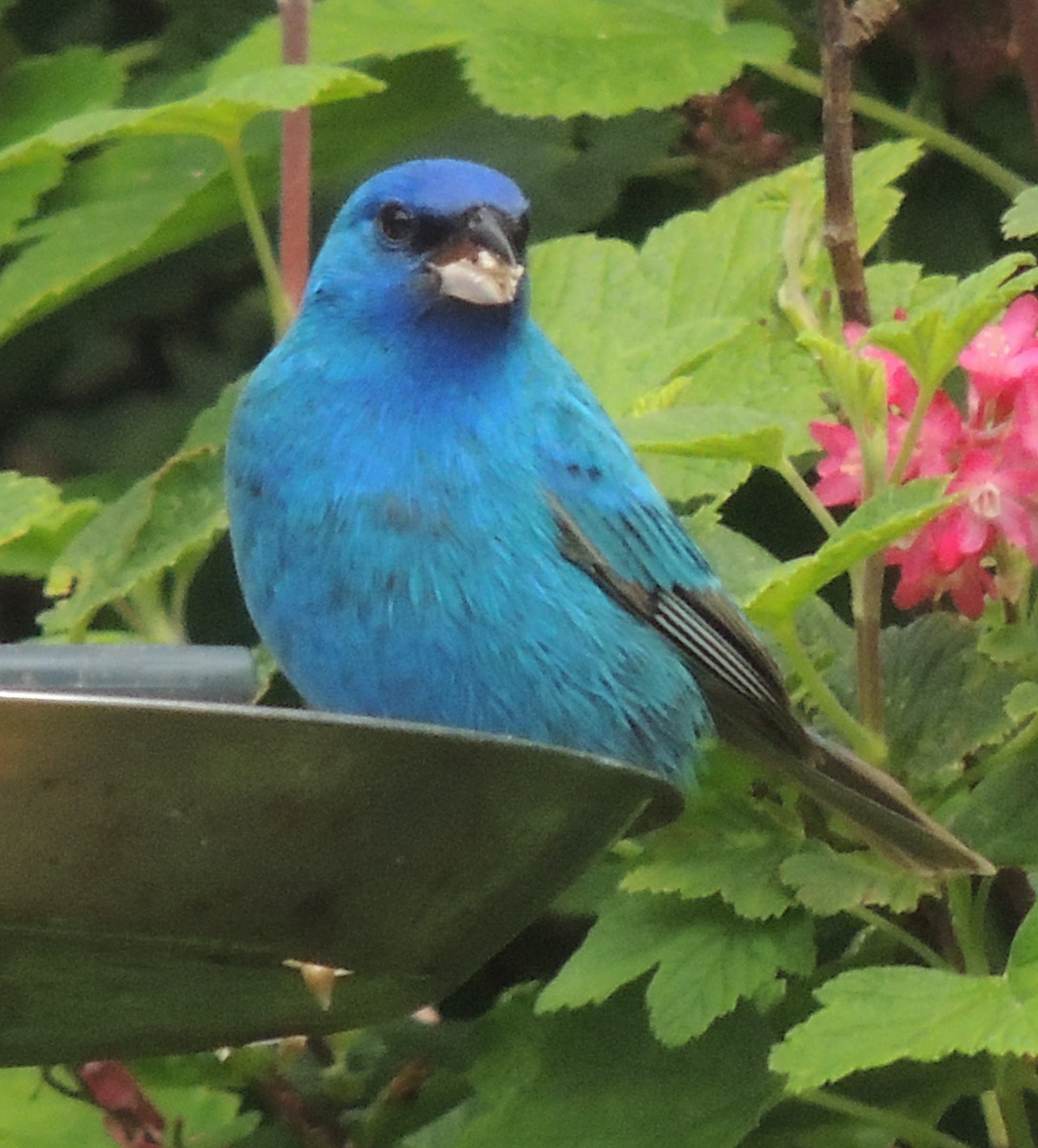 Indigo Bunting by Mark Easterbrook - BirdGuides