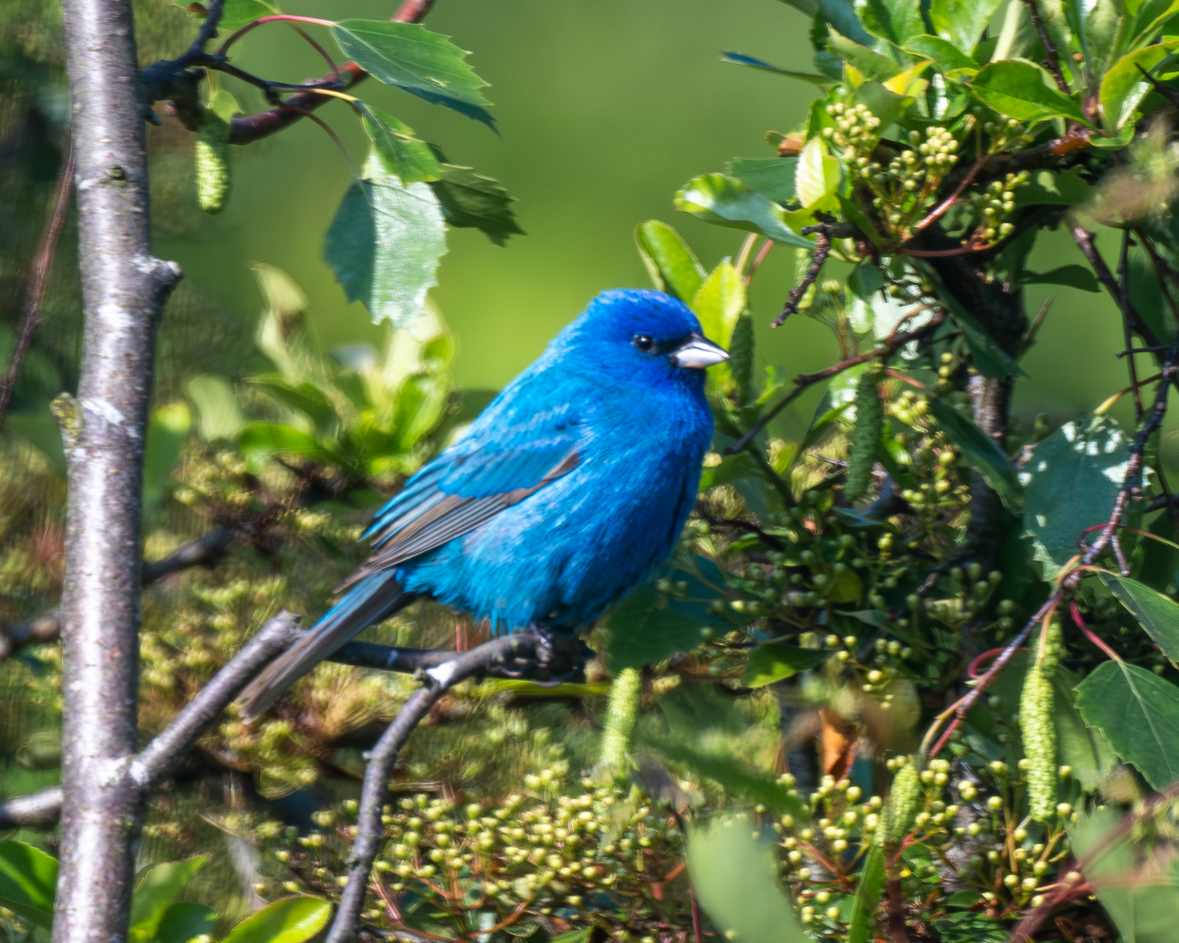 Indigo Bunting by Tom Hines - BirdGuides