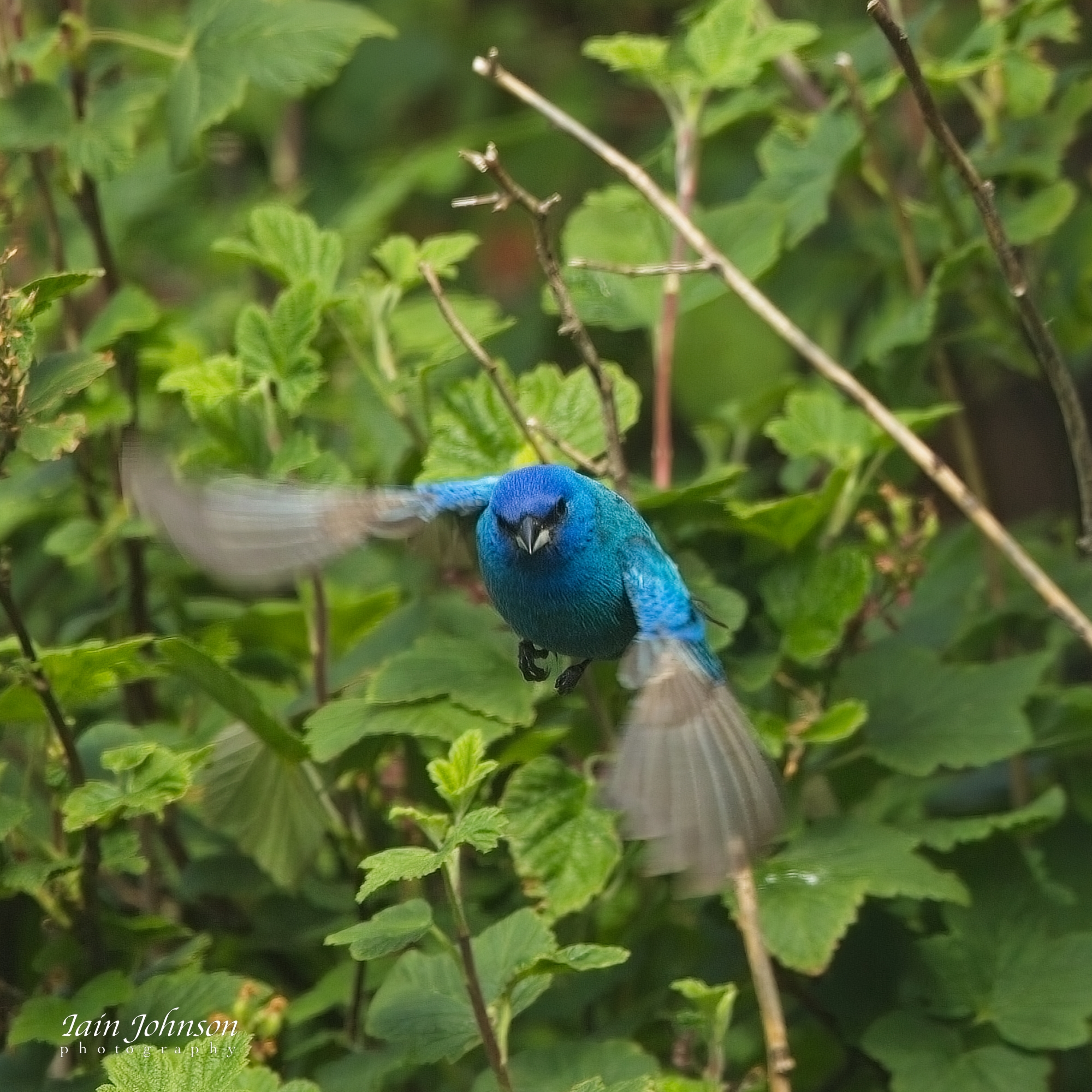Indigo Bunting by Iain Johnson - BirdGuides