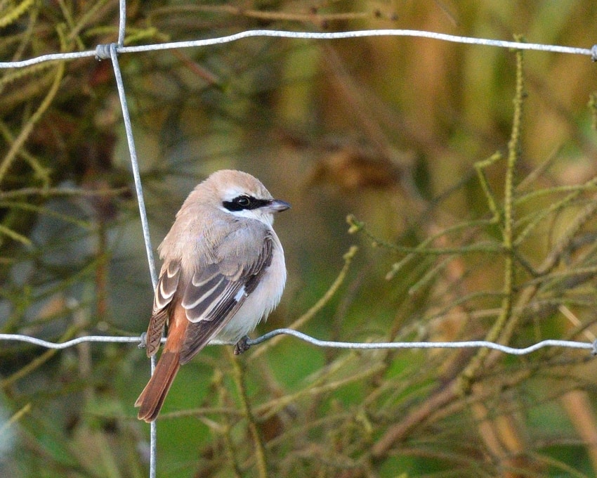Red-tailed Shrike by Tom Hines - BirdGuides