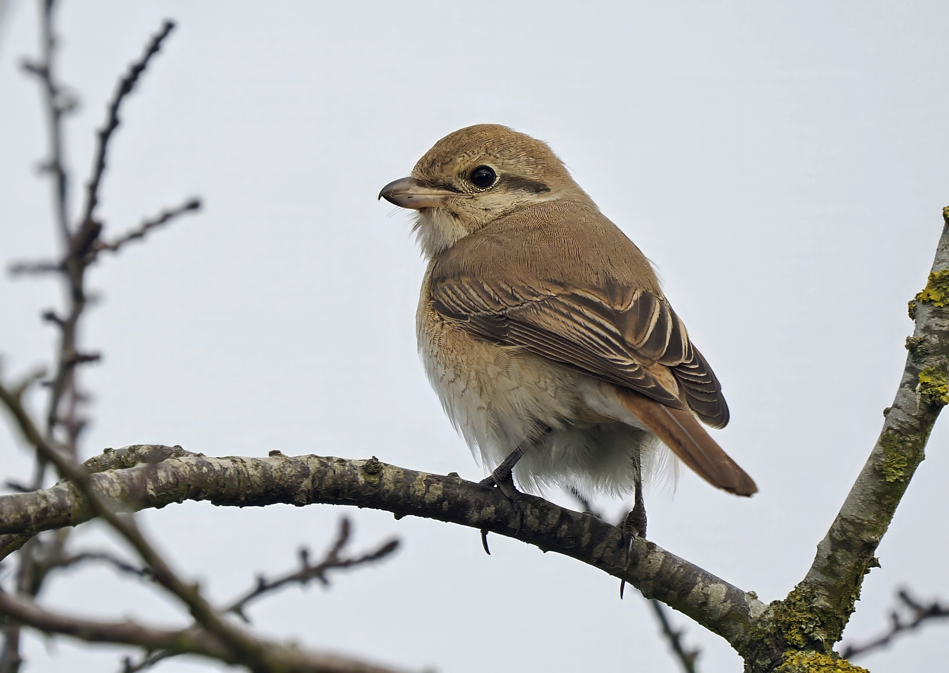 Isabelline/Red-tailed Shrike by Mark Joy - BirdGuides