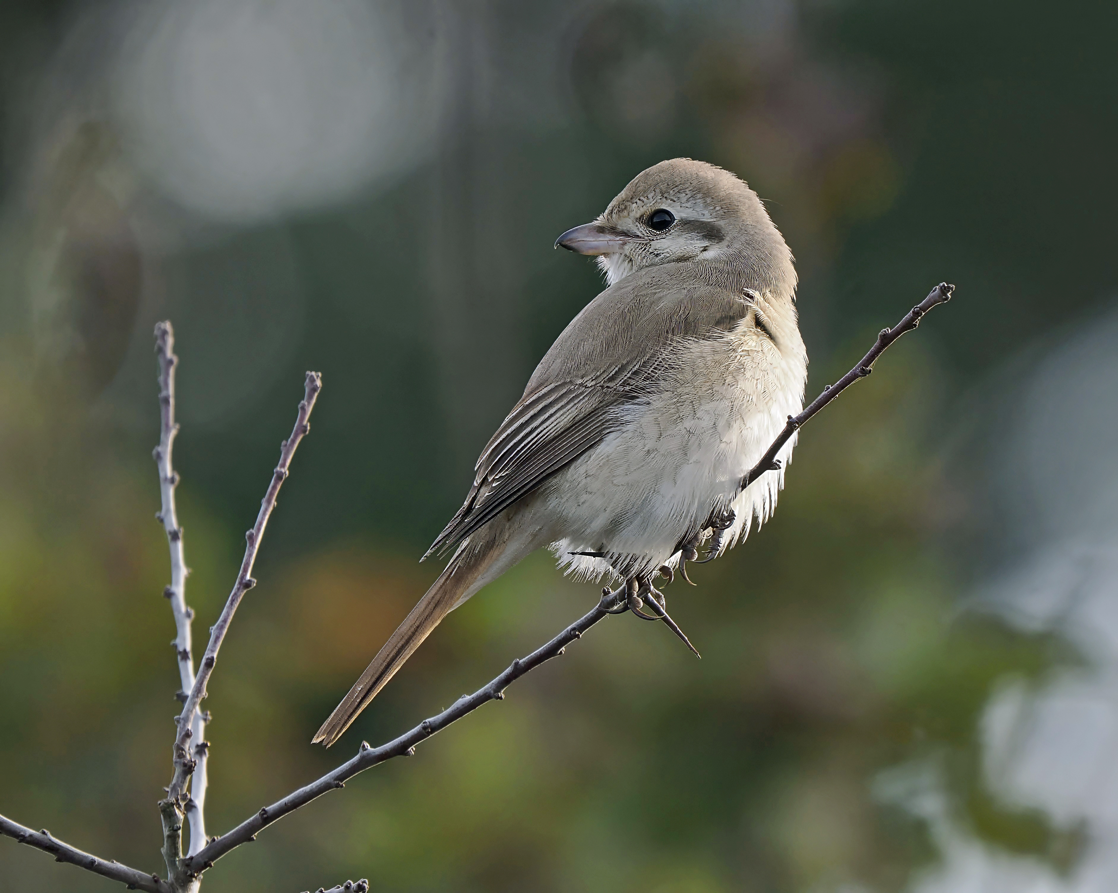 Isabelline/Red-tailed Shrike by Mark Joy - BirdGuides