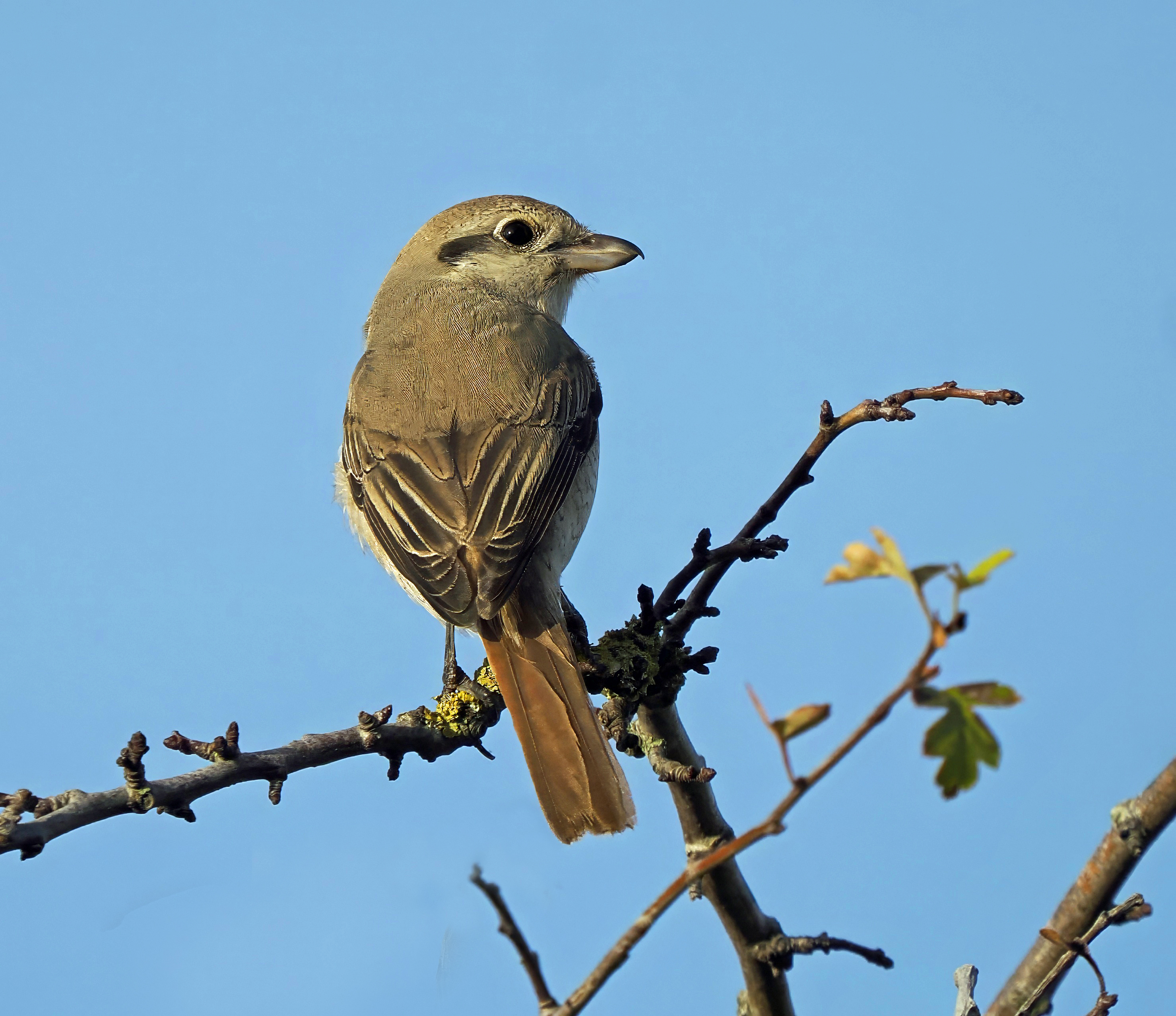 Isabelline/Red-tailed Shrike by Mark Joy - BirdGuides