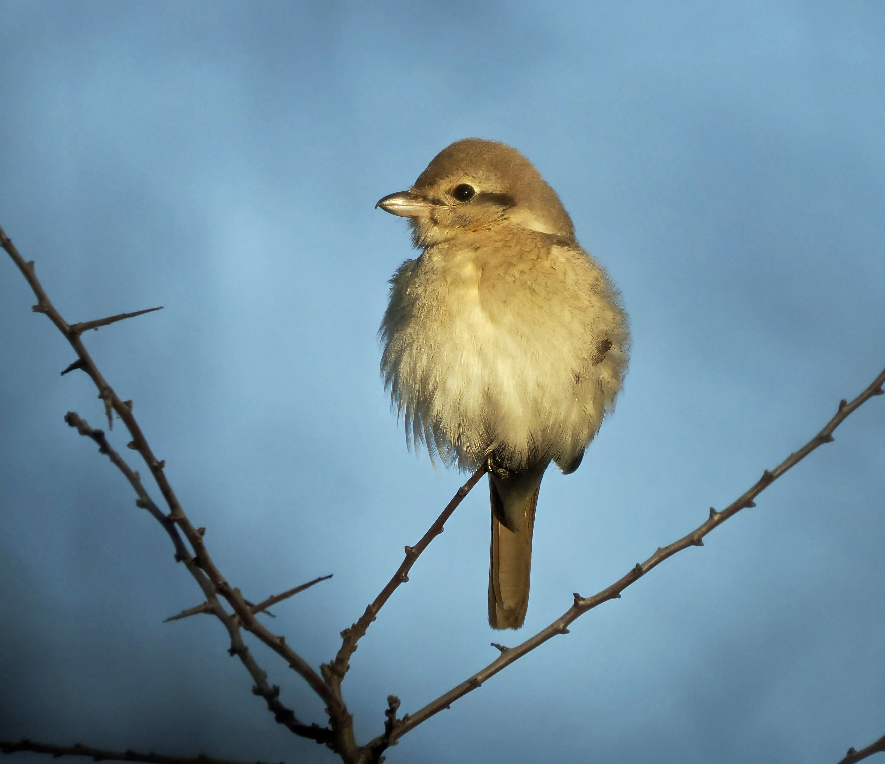 Isabelline/Red-tailed Shrike by Mark Joy - BirdGuides