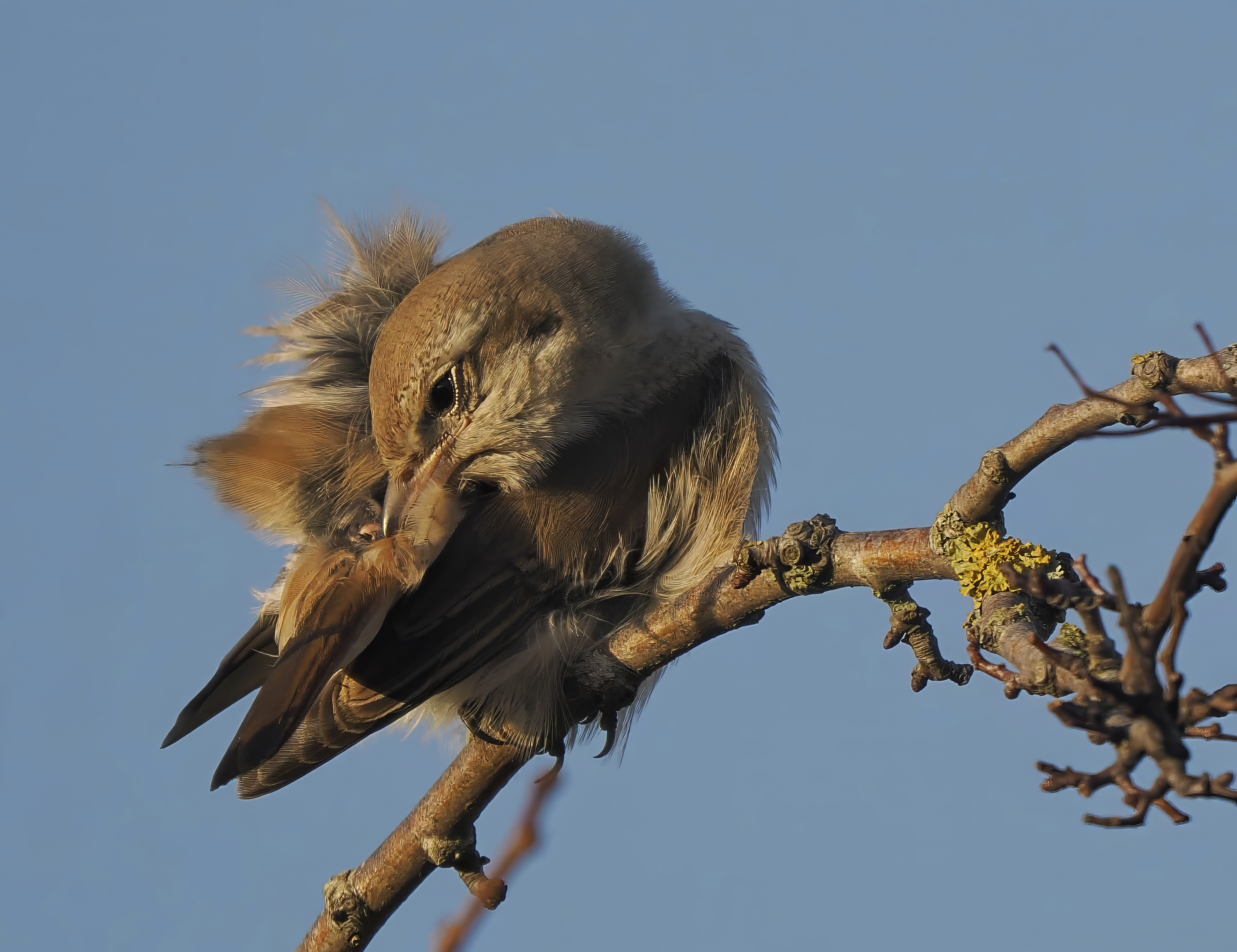 Isabelline/Red-tailed Shrike by Mark Joy - BirdGuides