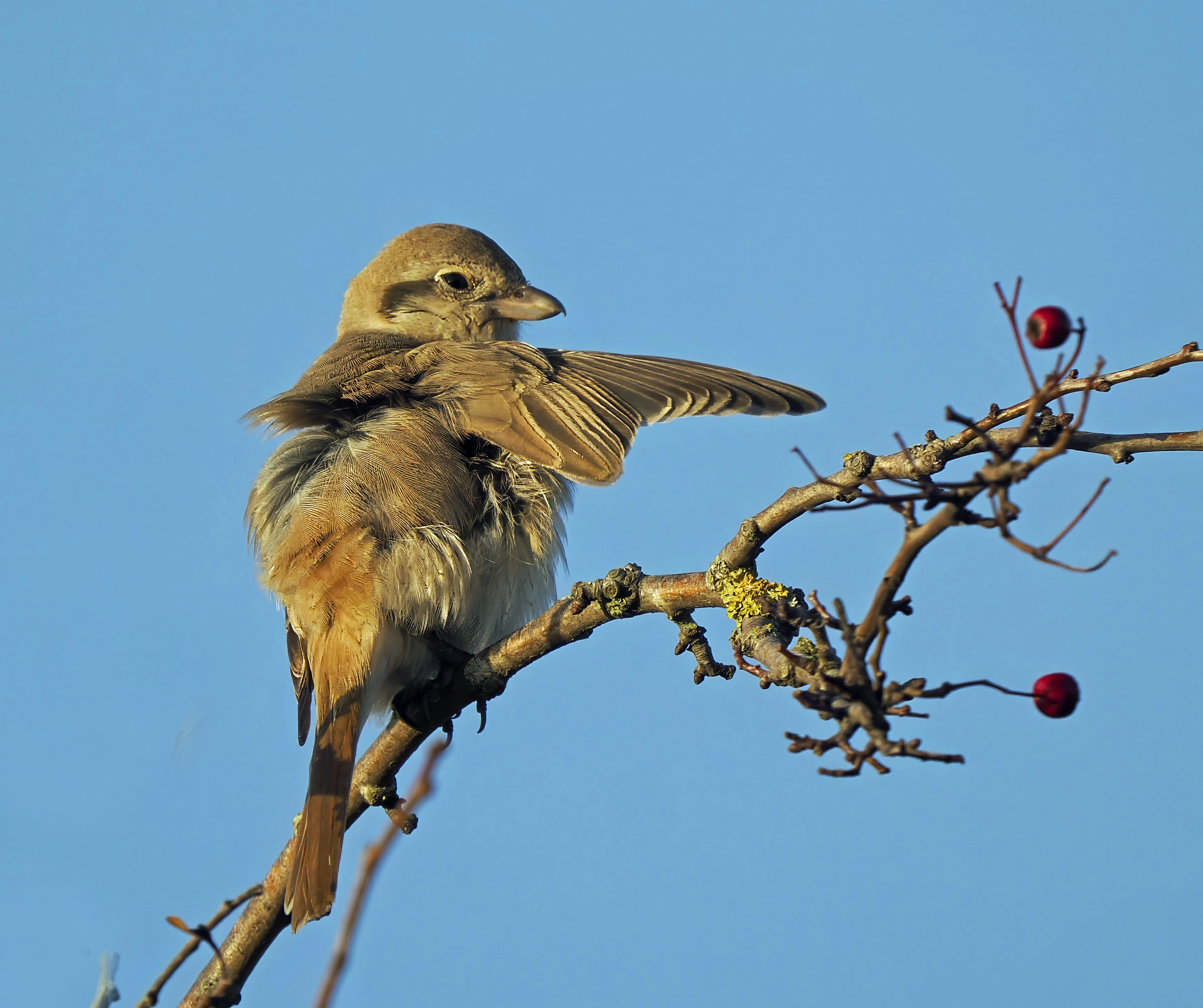 Isabelline/Red-tailed Shrike by Mark Joy - BirdGuides