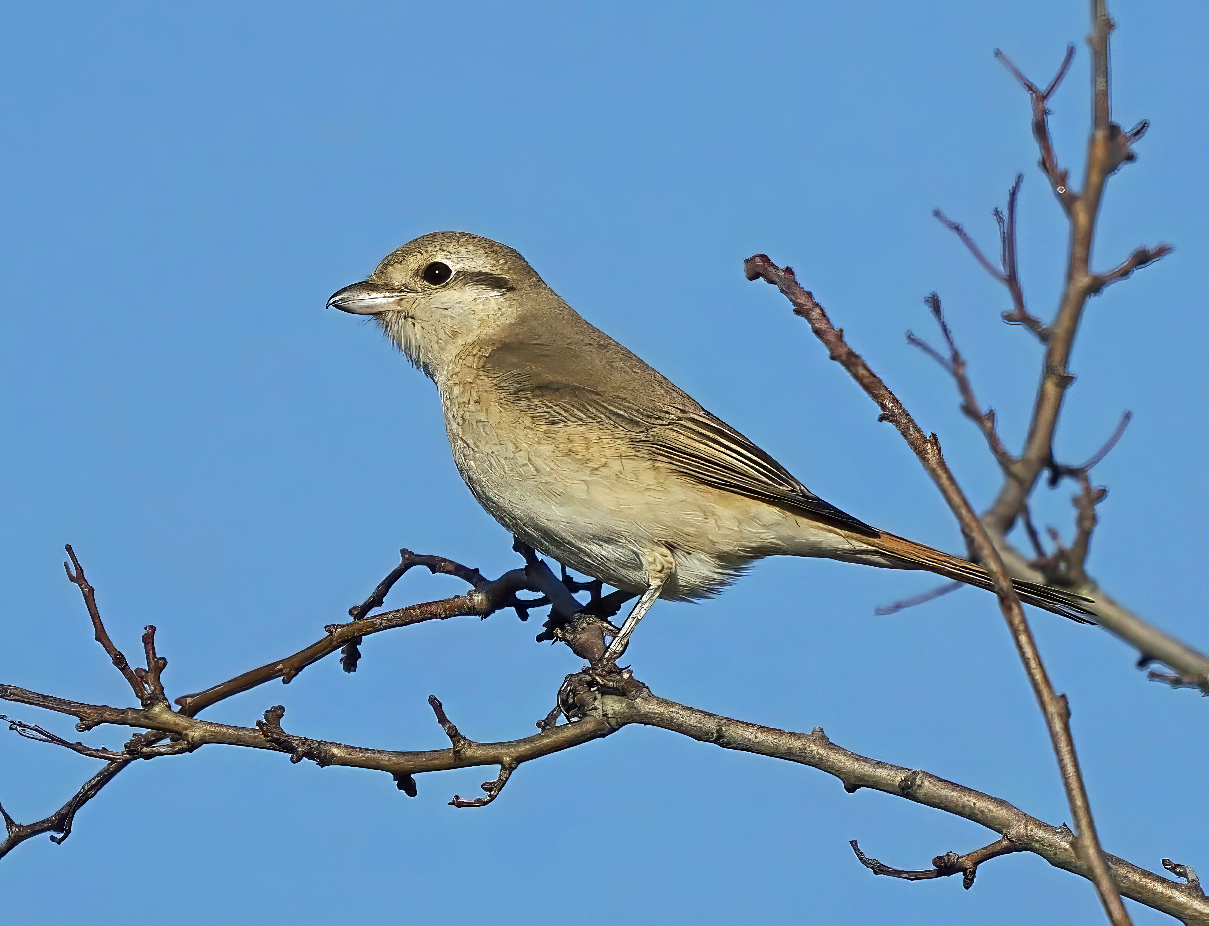 Isabelline/Red-tailed Shrike by Mark Joy - BirdGuides