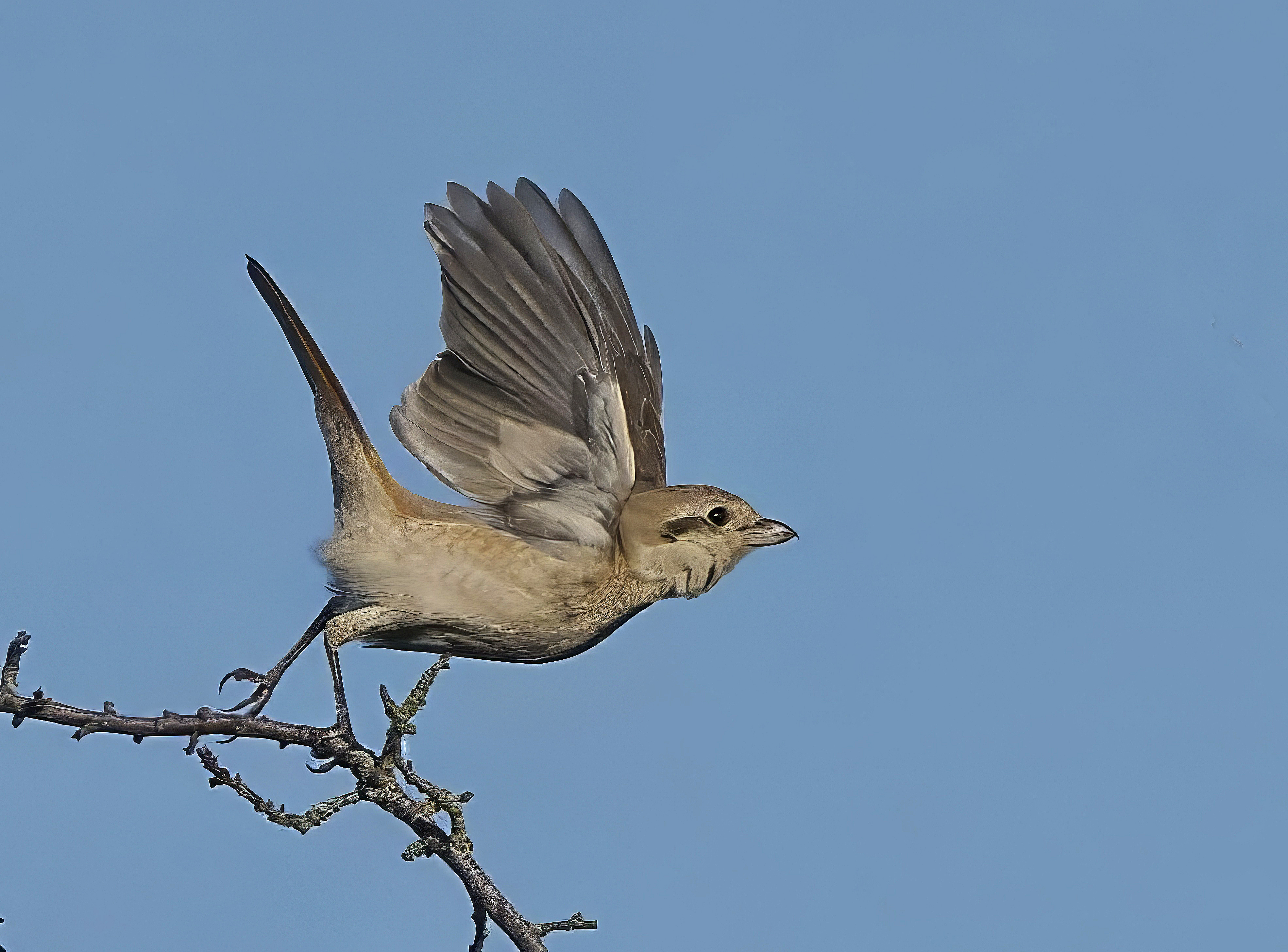 Isabelline/Red-tailed Shrike by Mark Joy - BirdGuides