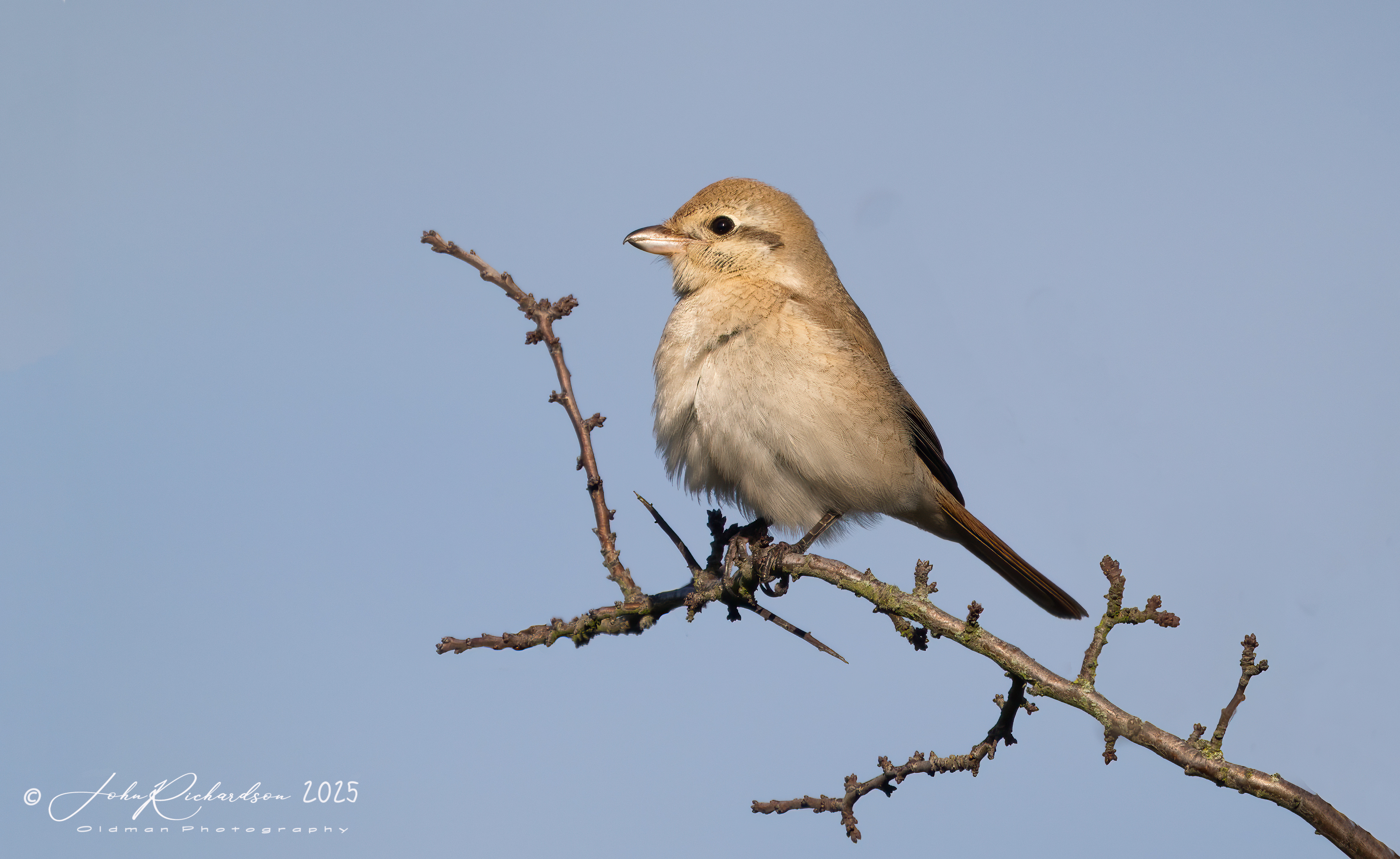 Isabelline/Red-tailed Shrike by John Richardson - BirdGuides