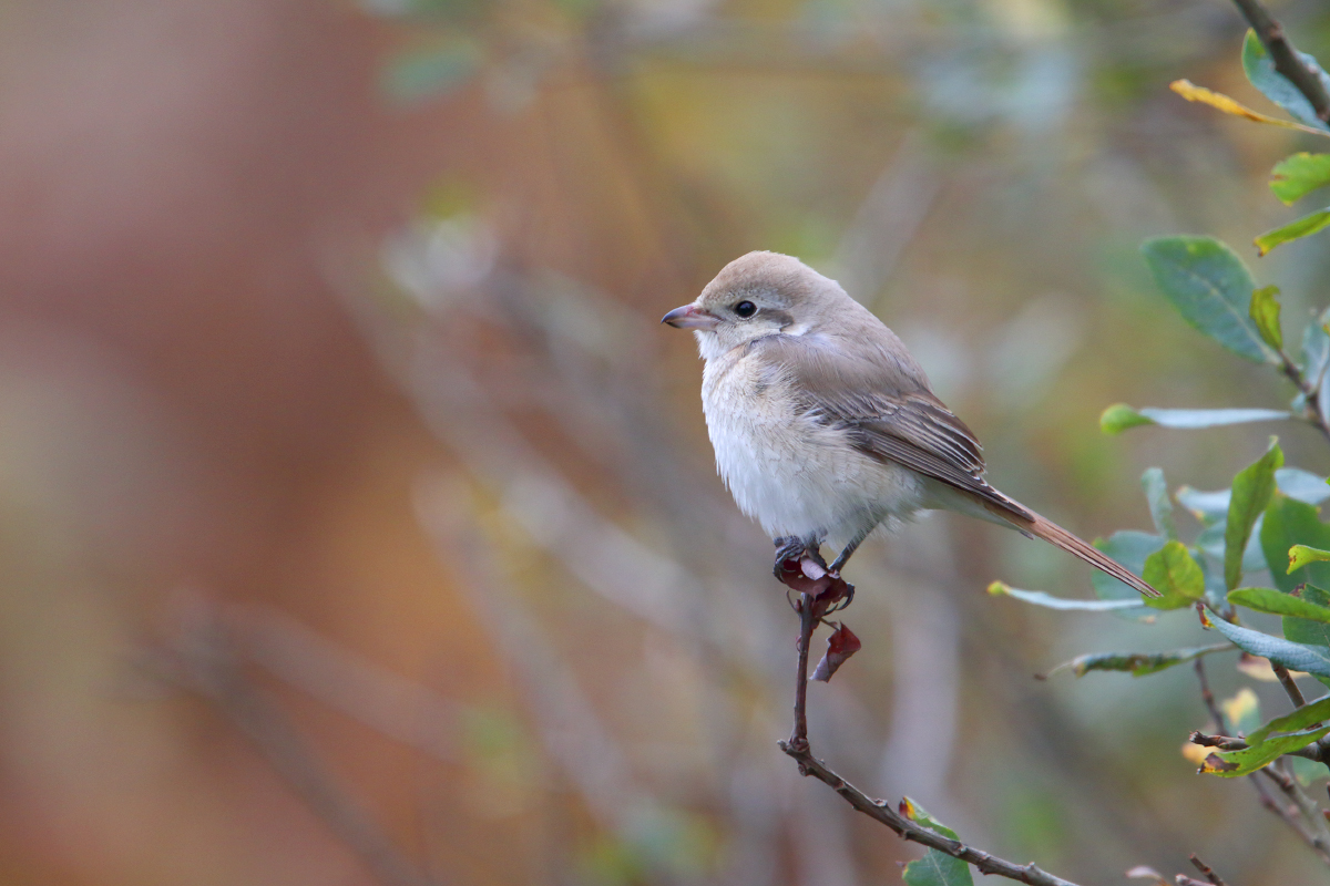 Isabelline/Red-tailed Shrike by Chris Mayne - BirdGuides