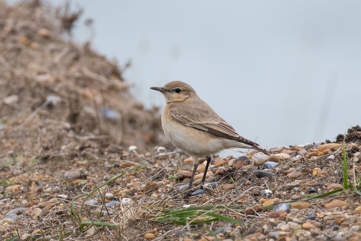 Isabelline Wheatear by Jack Morris - BirdGuides