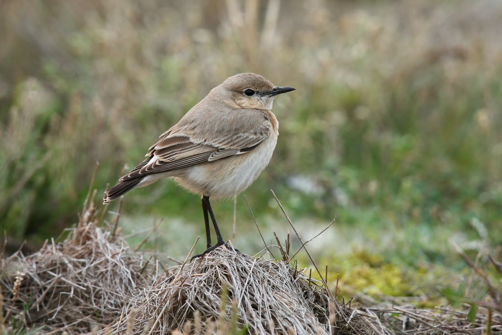Isabelline Wheatear by Lee Gregory - BirdGuides